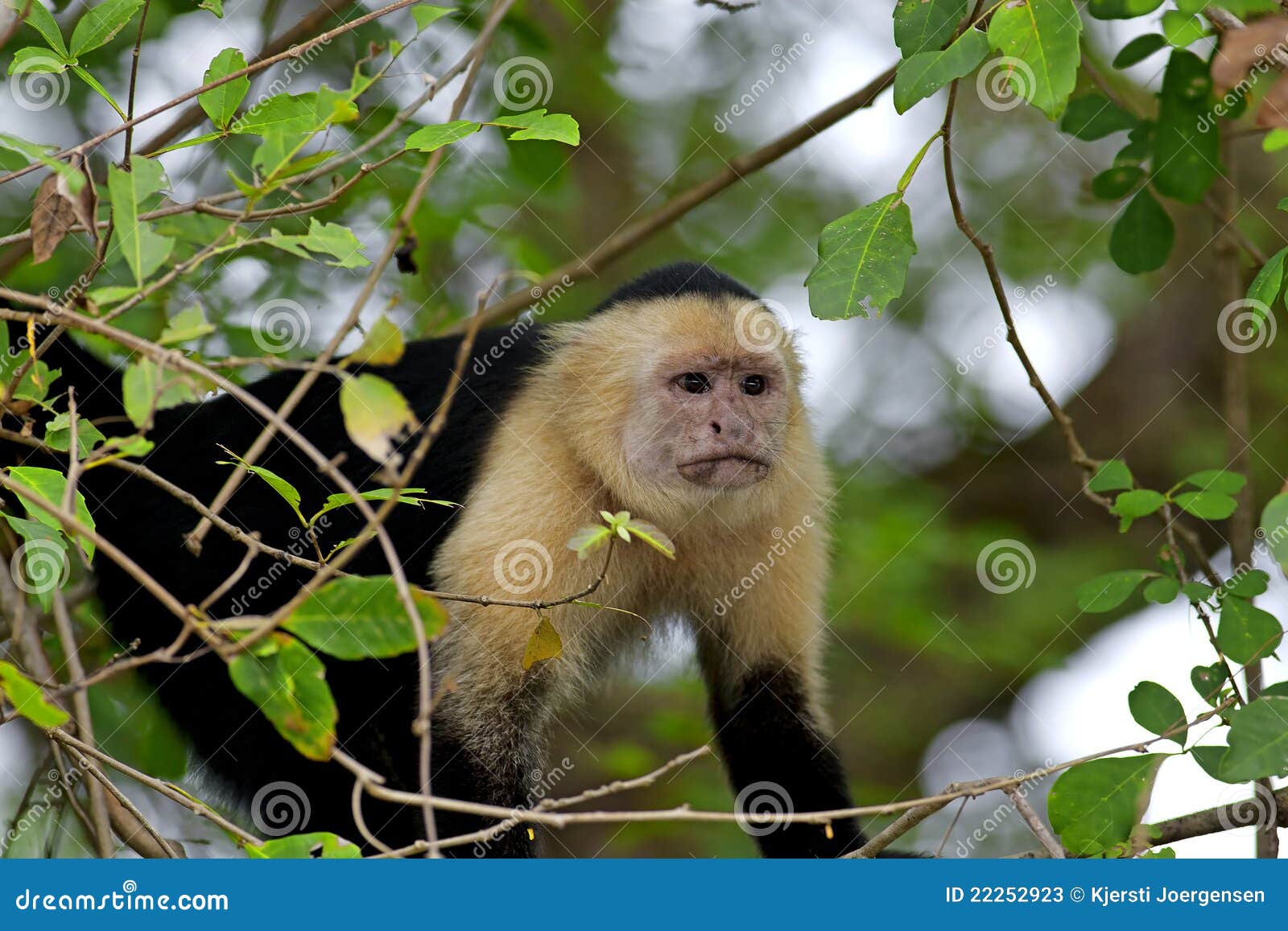 White faced Capuchin stock image. Image of national, forest - 22252923