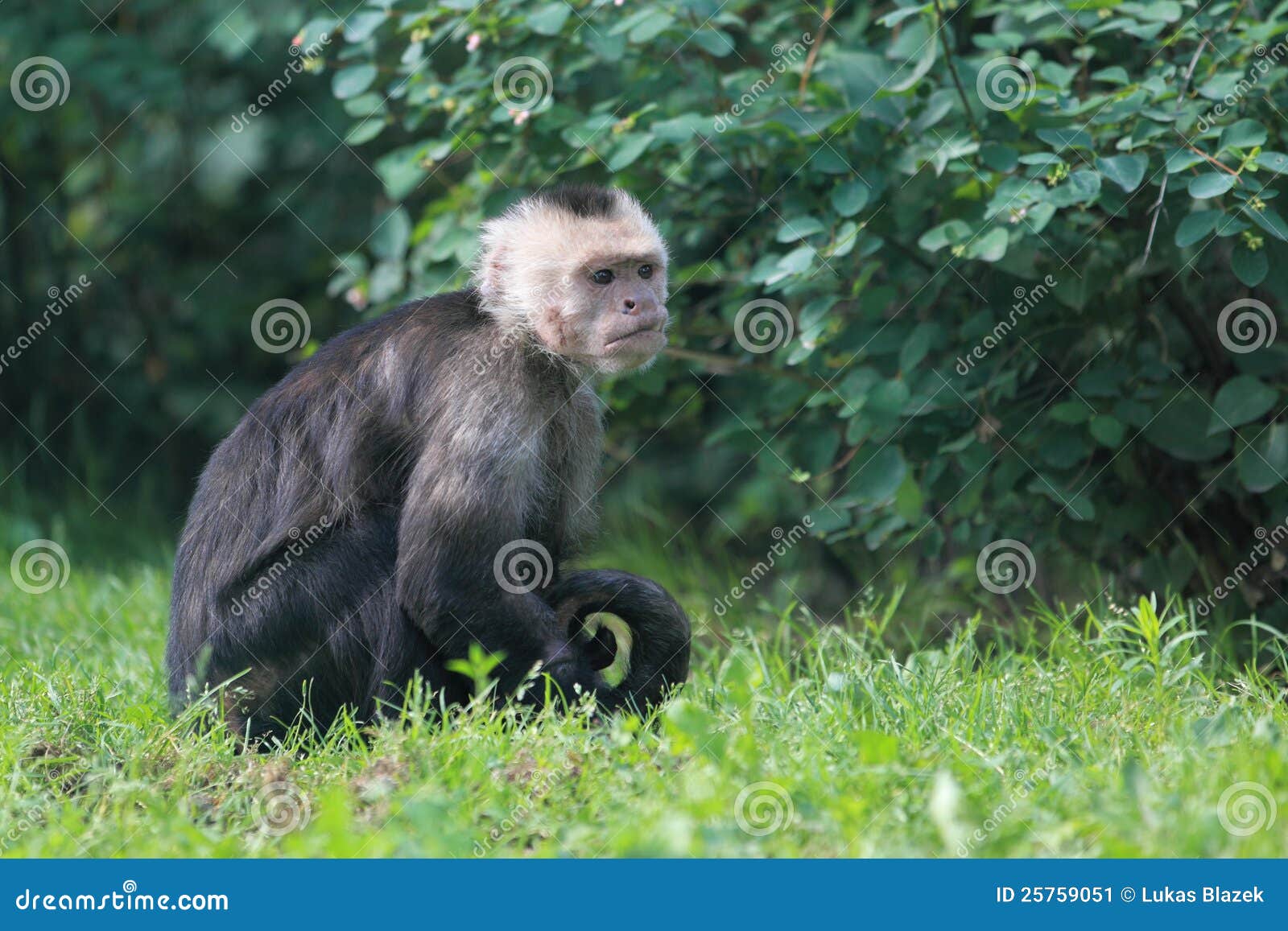 White-faced capuchin stock image. Image of white, monkey - 25759051