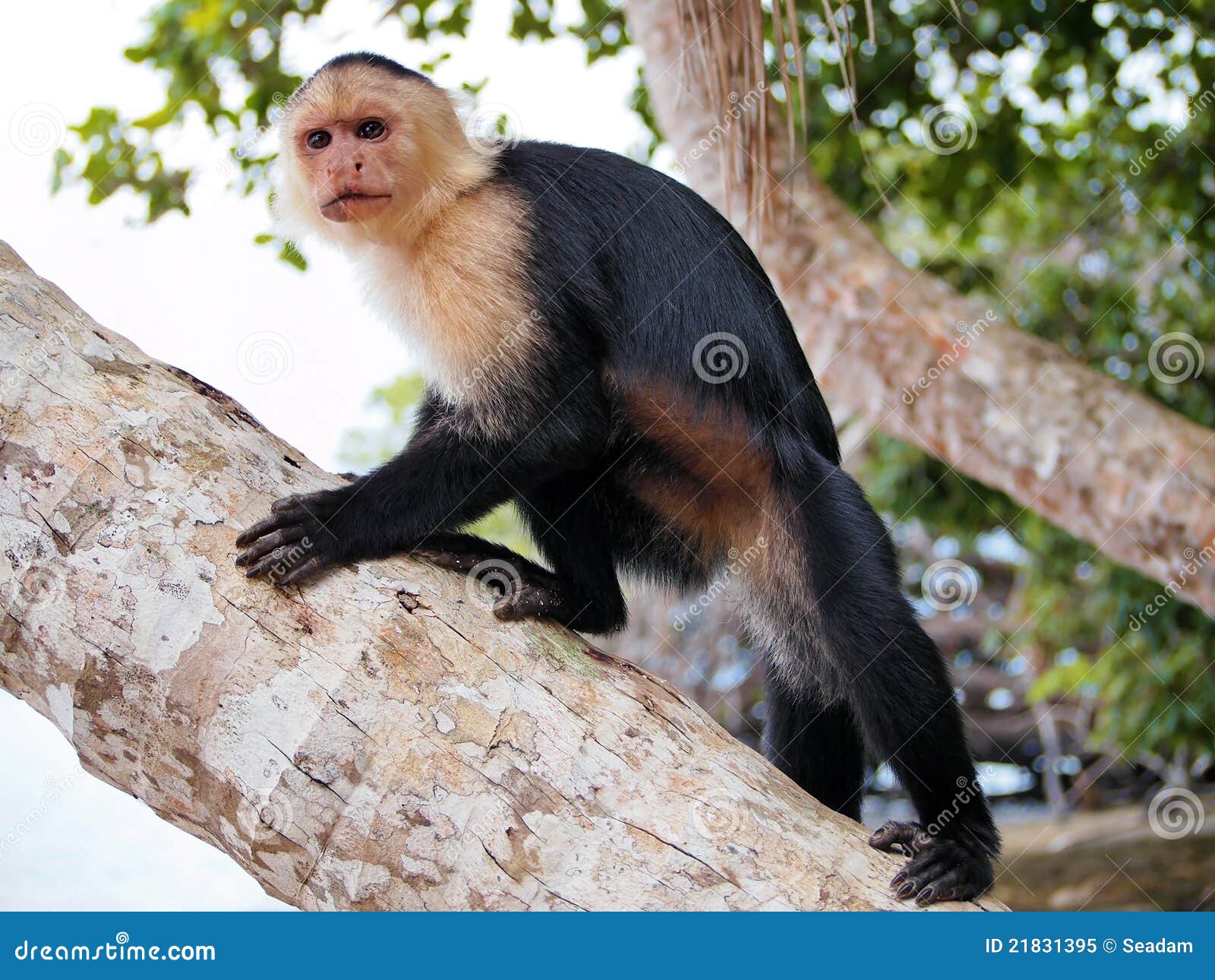 White-faced Capuchin Cebus Capucinus Stock Image - Image of trunk ...