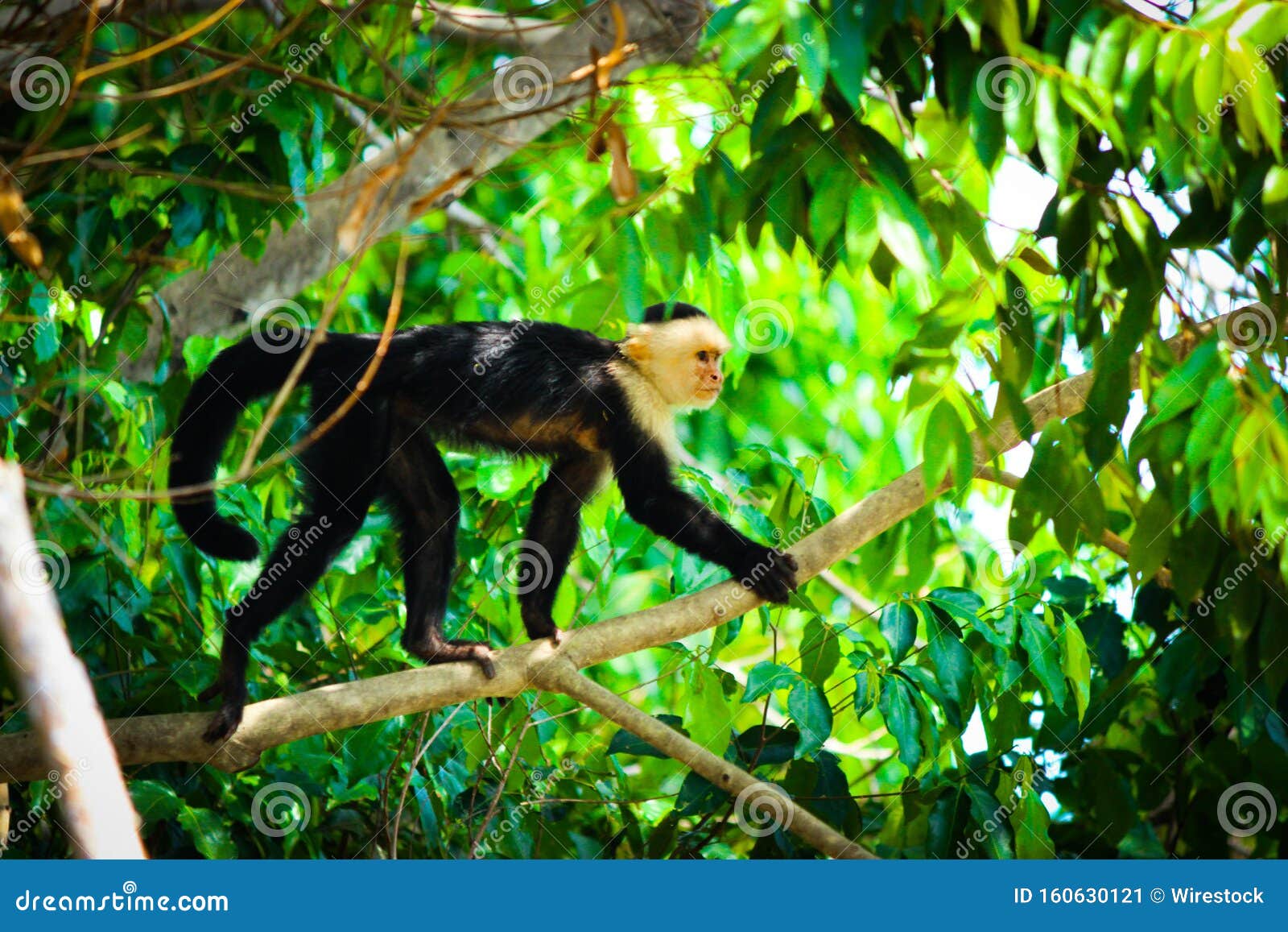 White Faced Capuchin stock image. Image of capuchin - 160630121