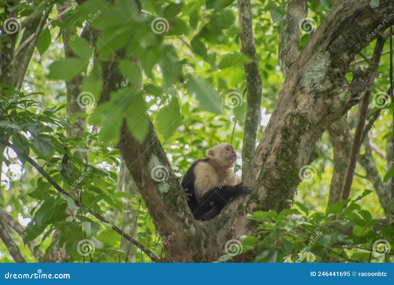 White-faced Capuchin in Costa Rica Stock Image - Image of ecotourism ...