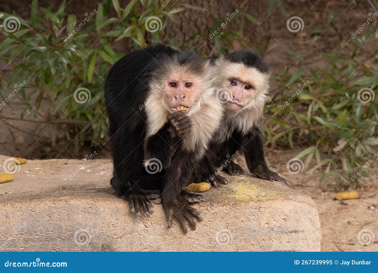 White Faced Capuchin Eating a Snack while Looking at the Camera Stock ...