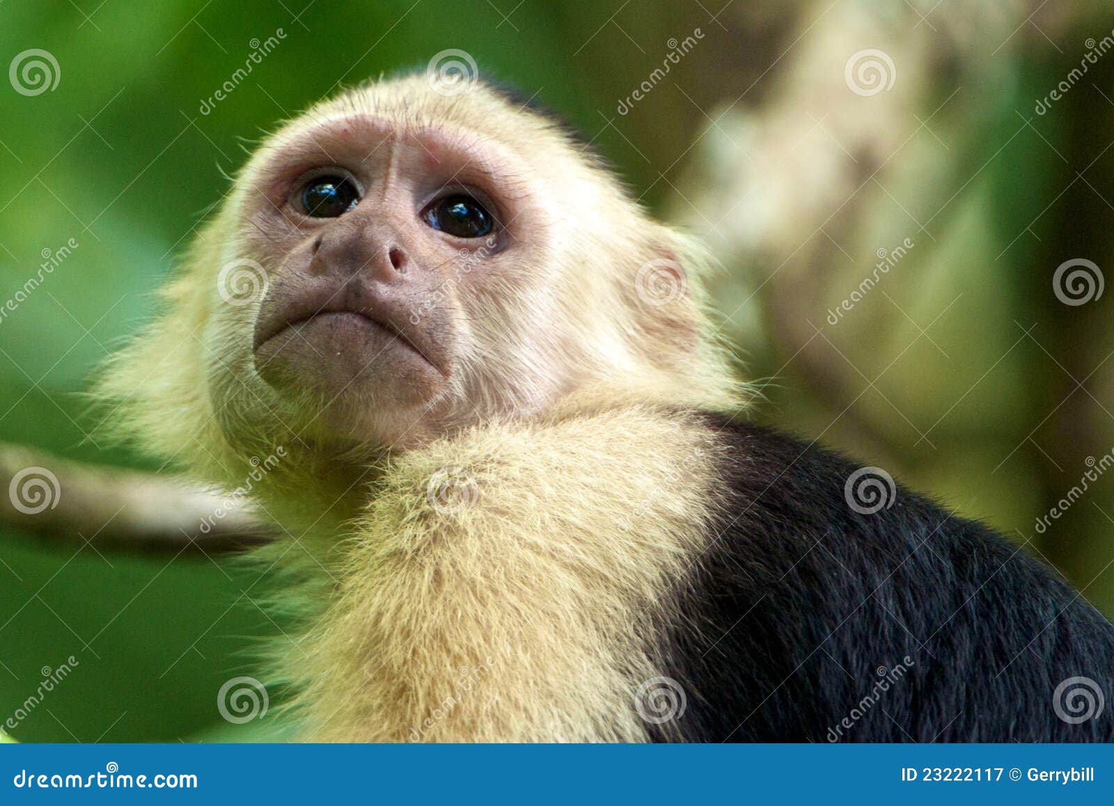 White-faced Capuchin Monkey Royalty Free Stock Photography - Image ...
