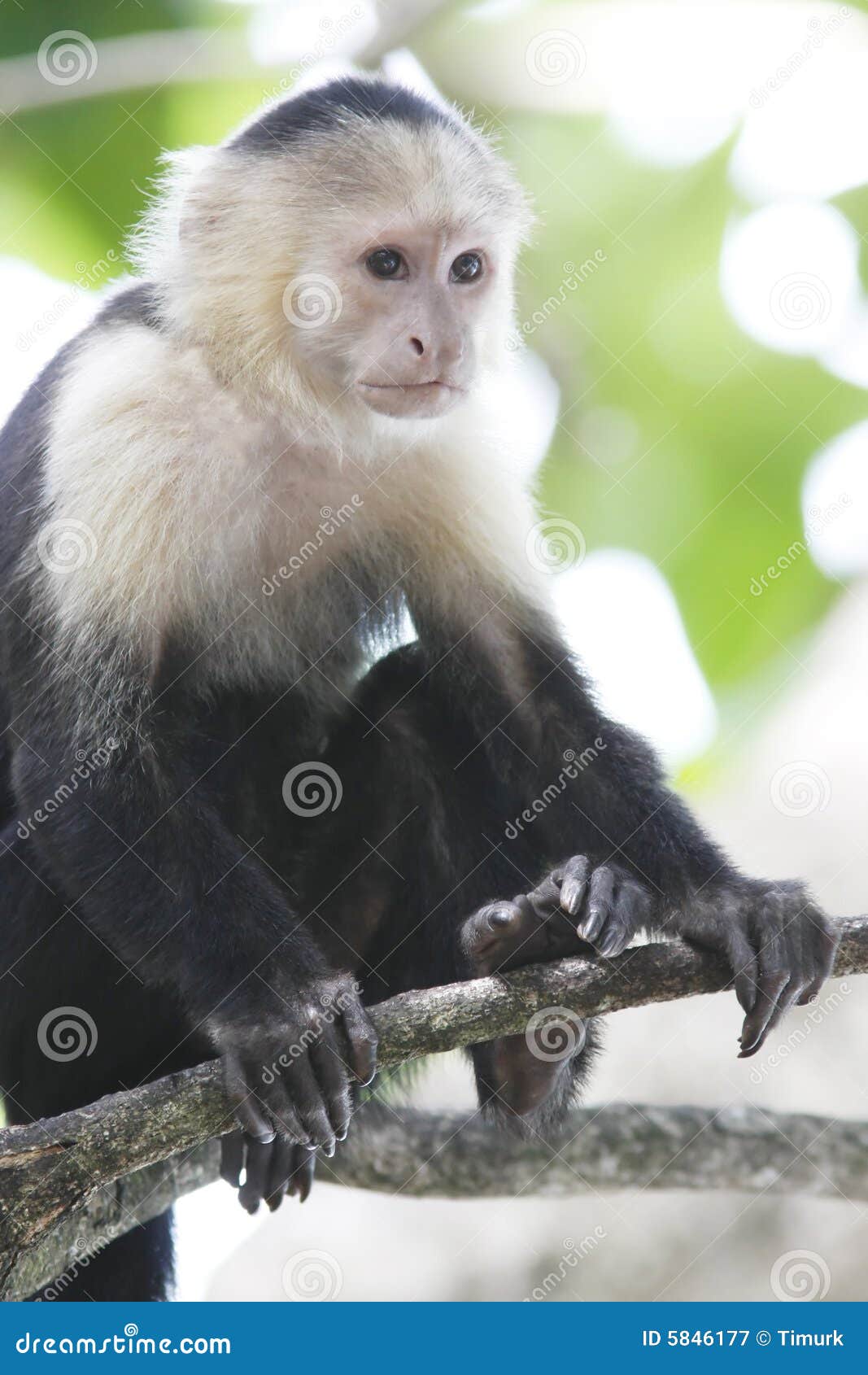 White-Faced Capuchin Monkey Stock Image - Image of monkey, costa: 5846177