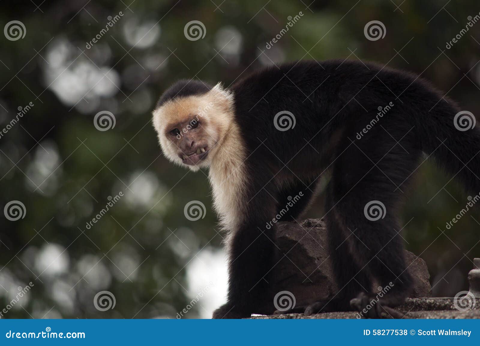 Capuchin Monkey stock photo. Image of monkey, cahuita - 58277538