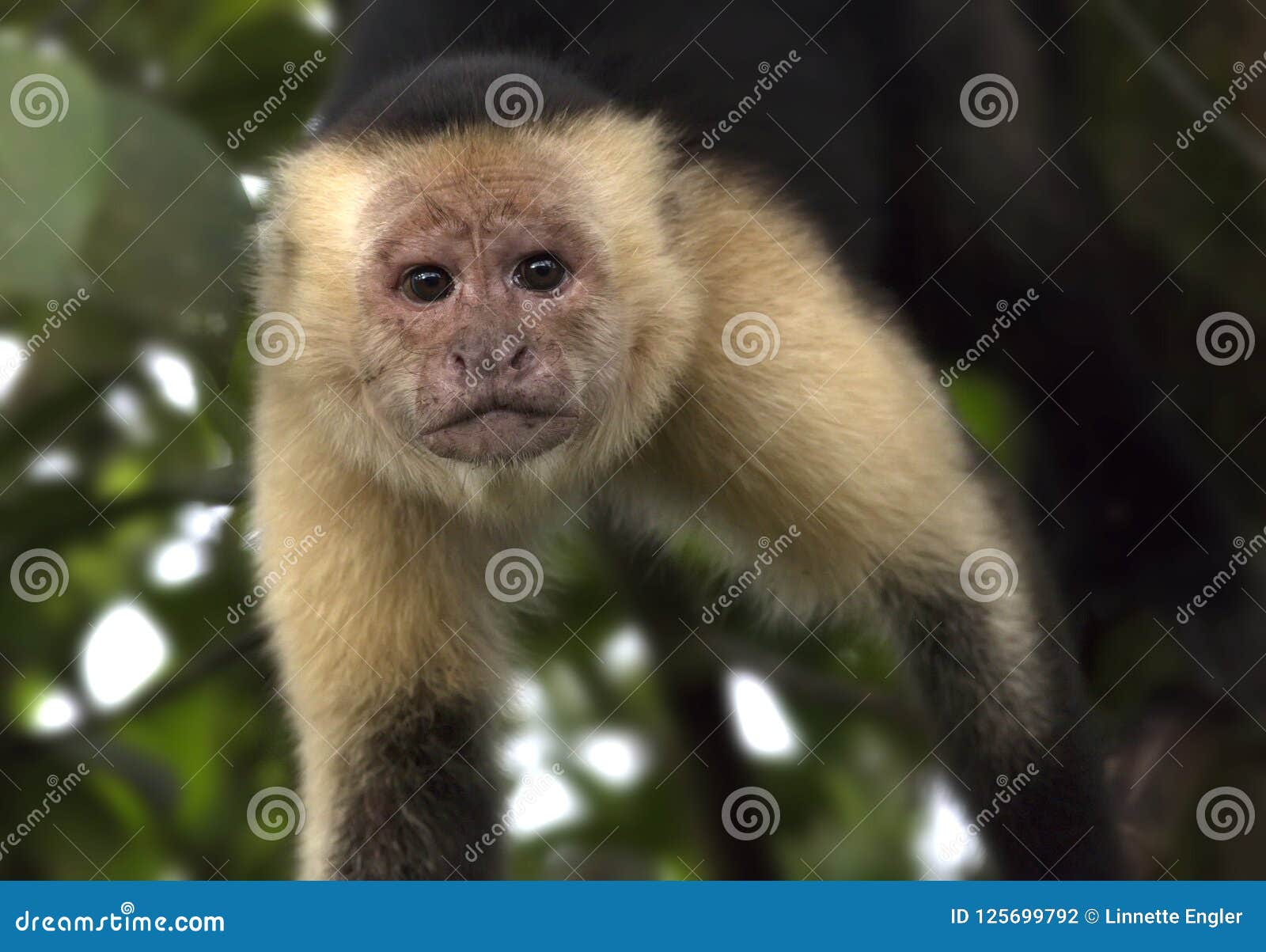 White-faced Capuchin Monkey Stock Photo - Image of jungle, wildlife ...