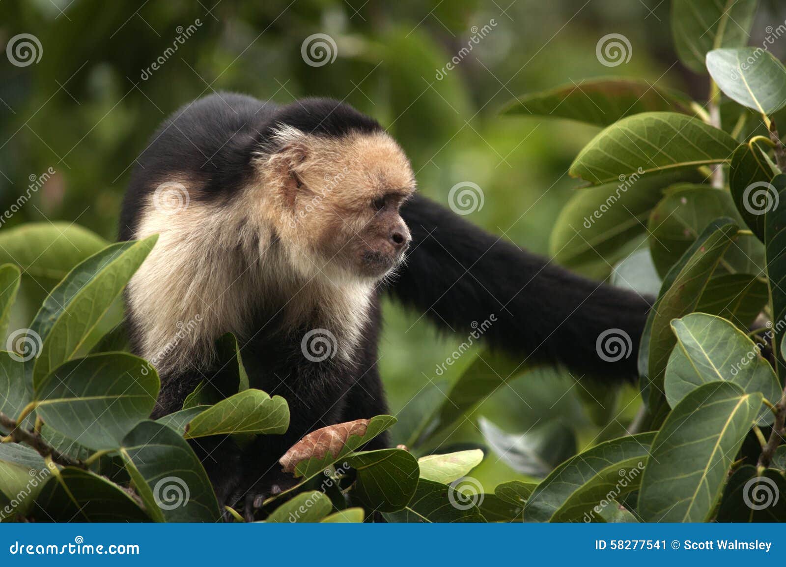 Capuchin Monkey side stock image. Image of branch, white - 58277541