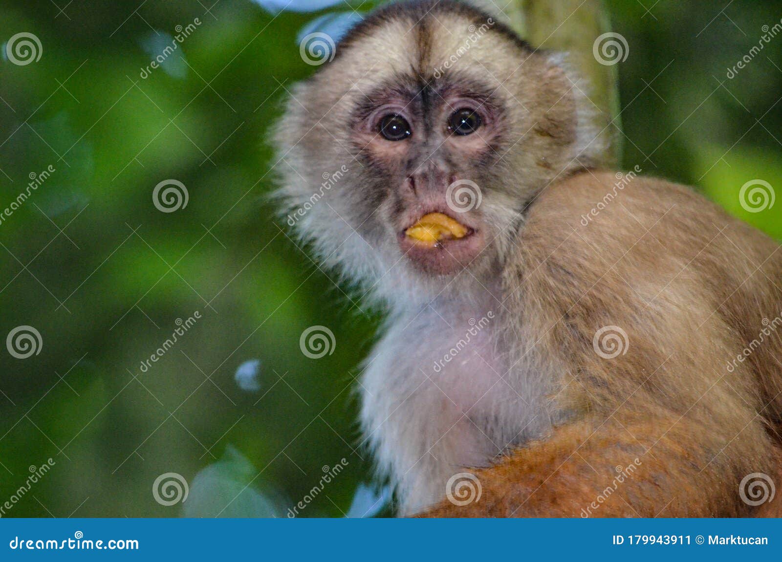 White Faced Capuchin Monkey. Amazon Rainforest, Madre De Dios Area of ...
