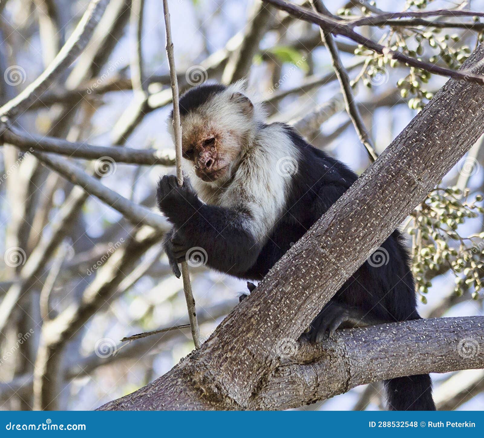 White Faced Capuchin Monkey in a Tree Stock Photo - Image of tropical ...