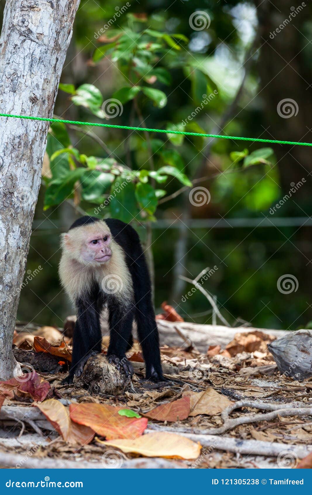 White Faced or Capuchin Monkey Stock Photo - Image of tourism, monkey ...