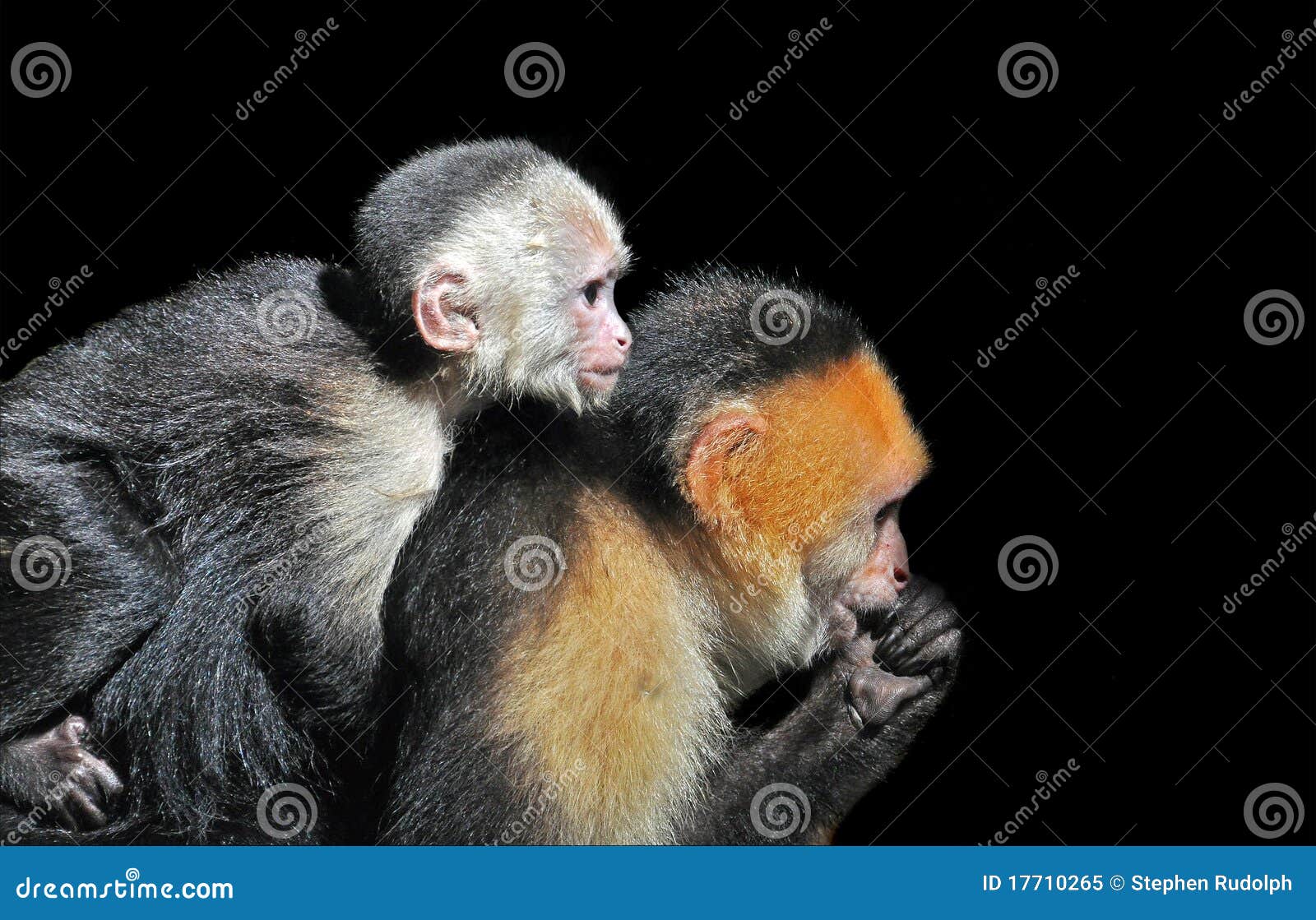 White-faced Capuchin Monkeys Stock Image - Image of piggyback, adult ...