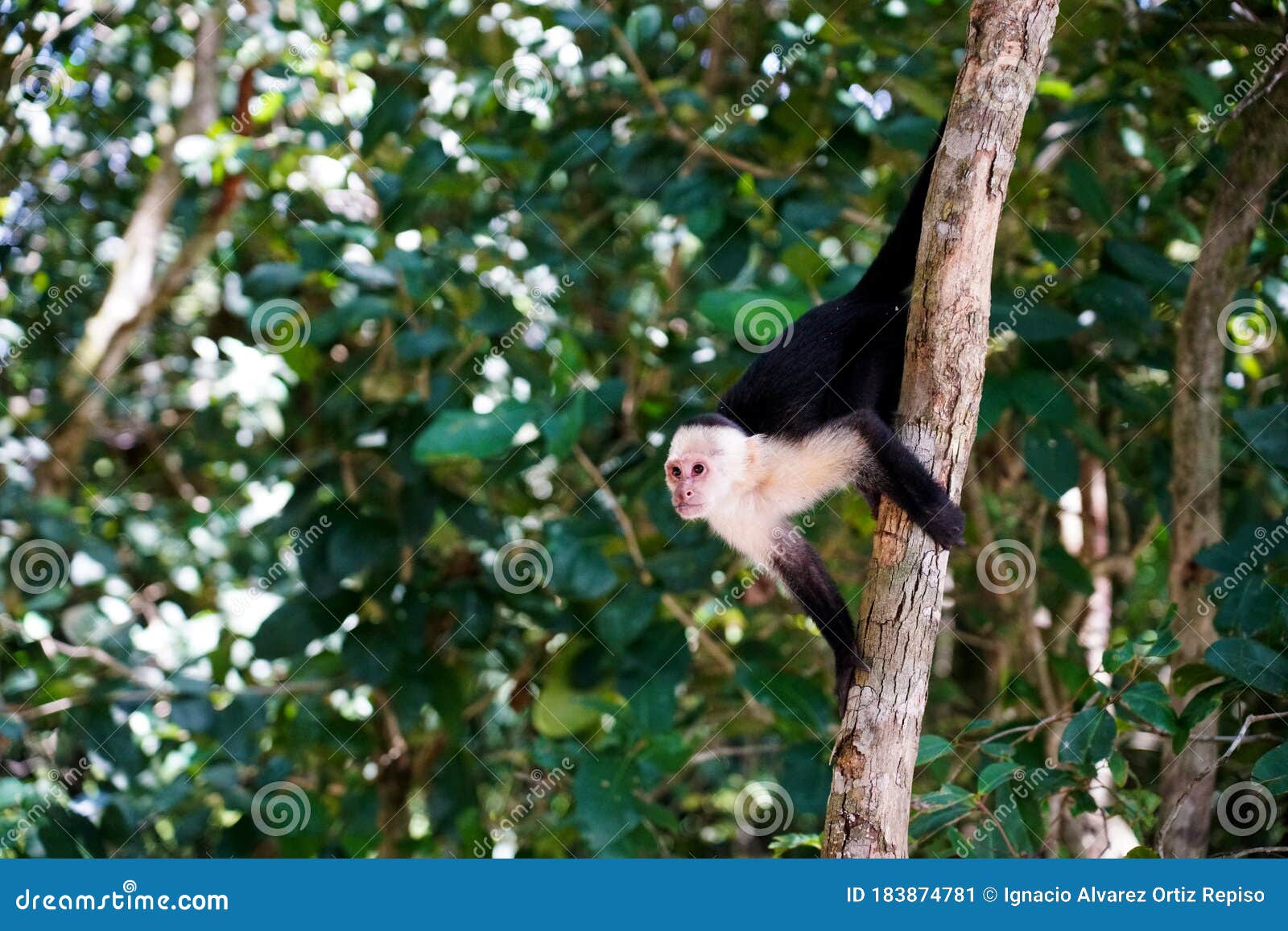 White Faced Capuchin Hanging from a Tree Jungle Trunk Stock Image ...