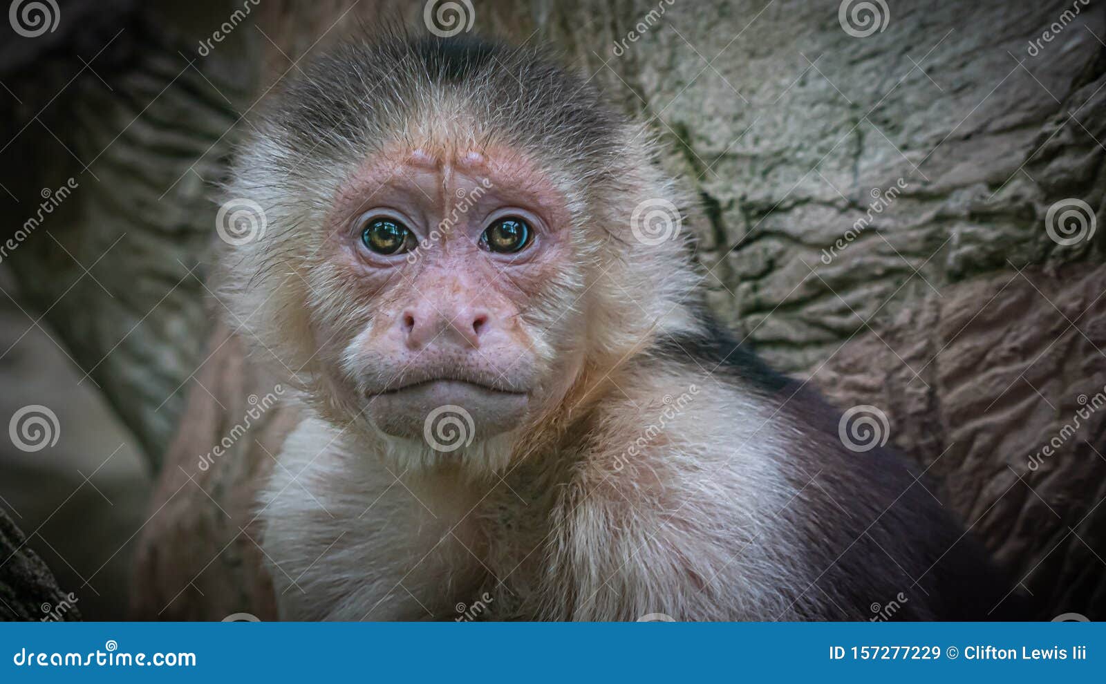 White-faced Capuchin, or White Headed Capuchin Cebus Imitator High Res ...