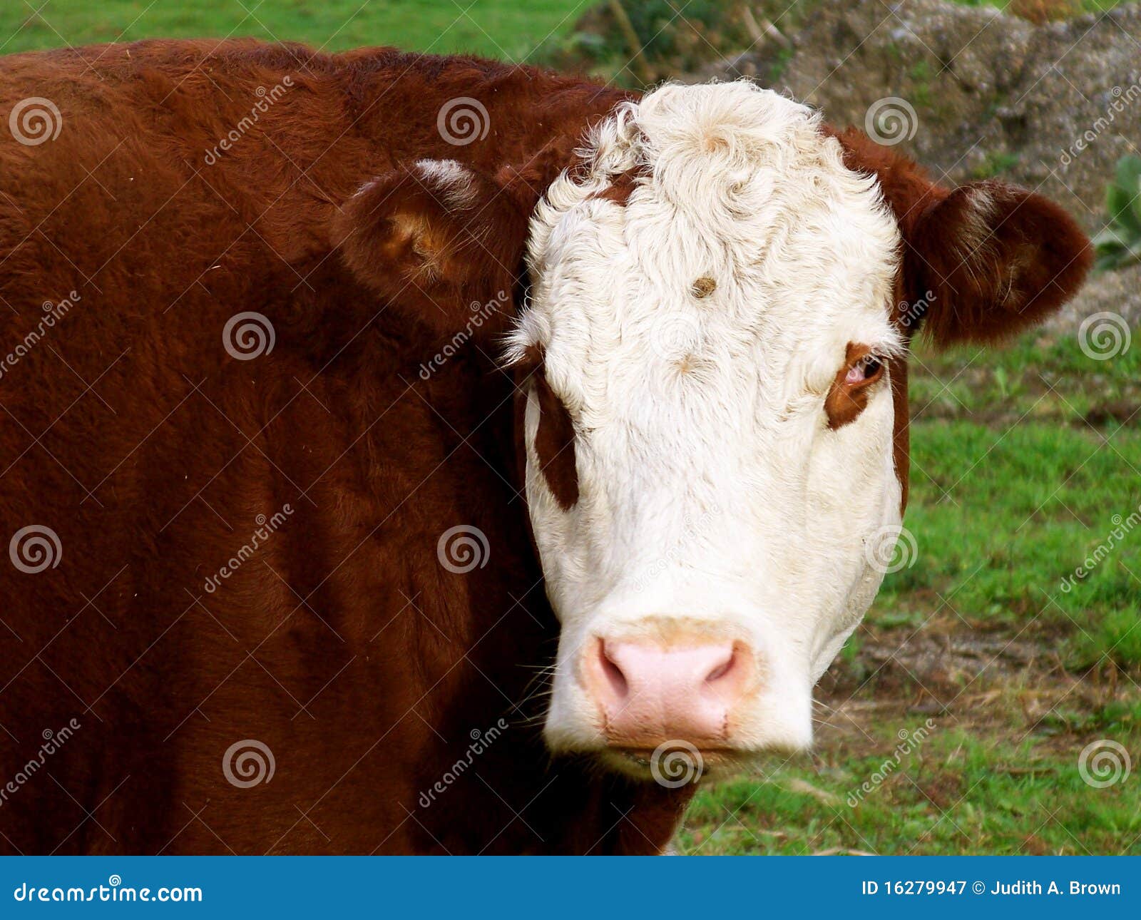 White Faced Cow stock image. Image of white, animal, markings - 16279947