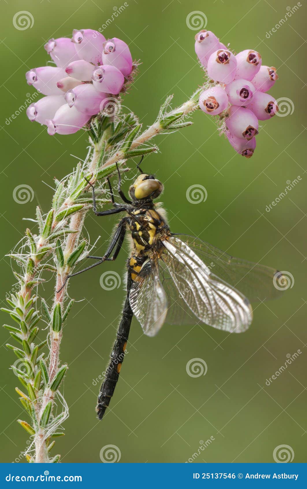 WHITE-FACED DARTER DRAGONFLY Stock Photo - Image of habbitat, flying ...