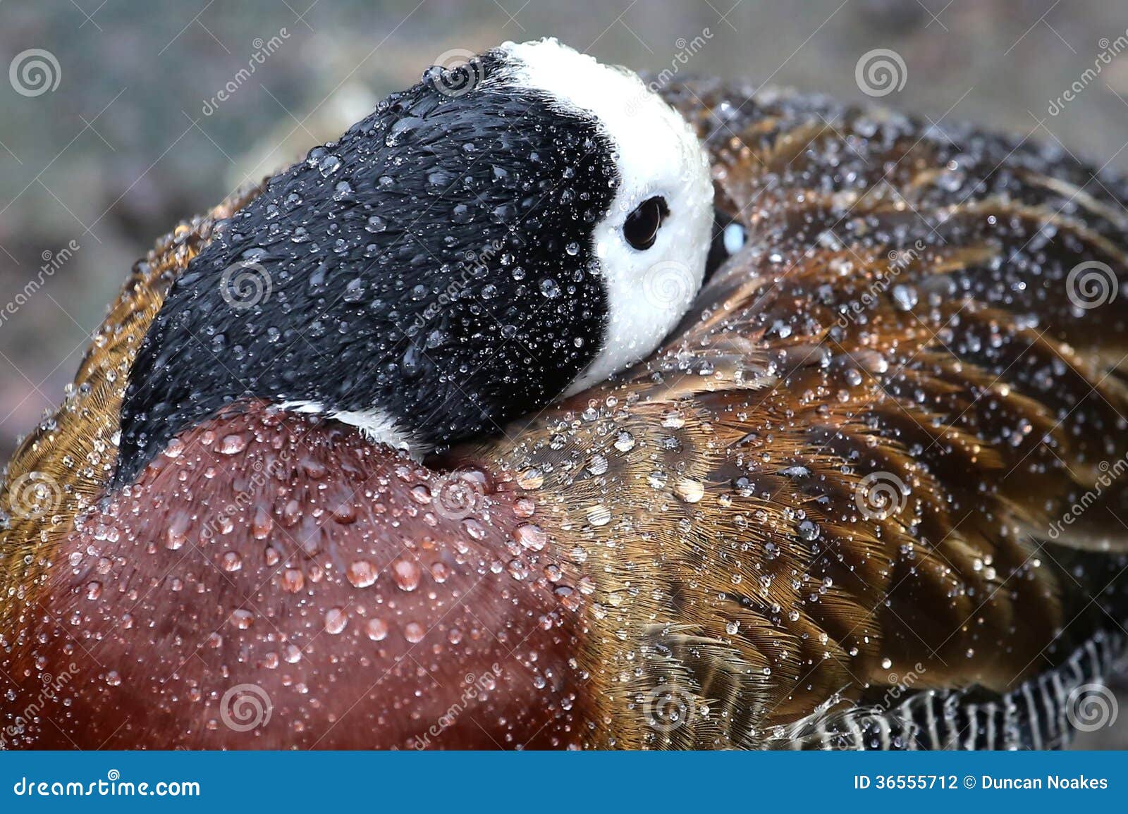 White-faced Duck in the Rain Stock Photo - Image of head, animal: 36555712
