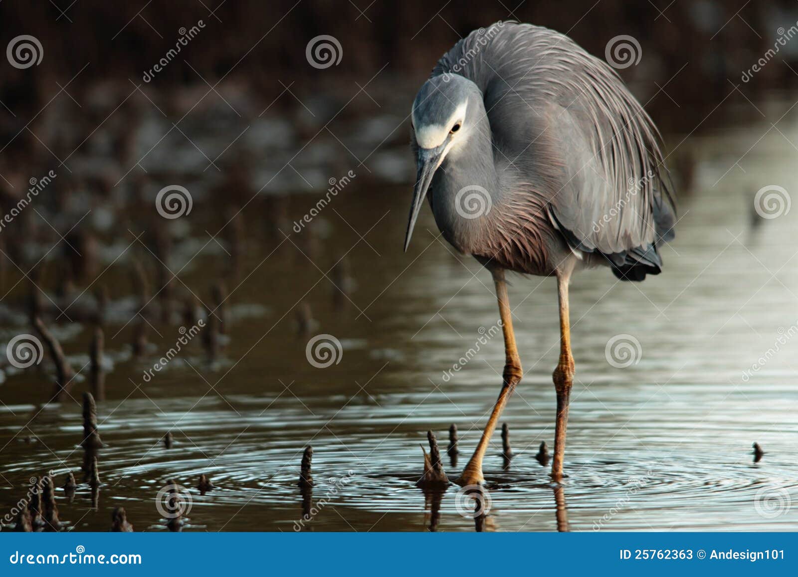 White-faced Meadowhawk Illinois Insects Royalty-Free Stock Photography ...