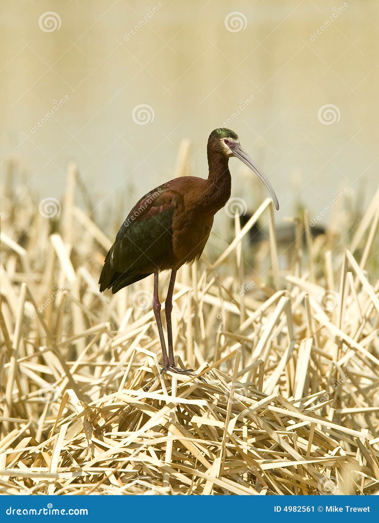 White faced Ibis stock image. Image of birds, plumage - 4982561
