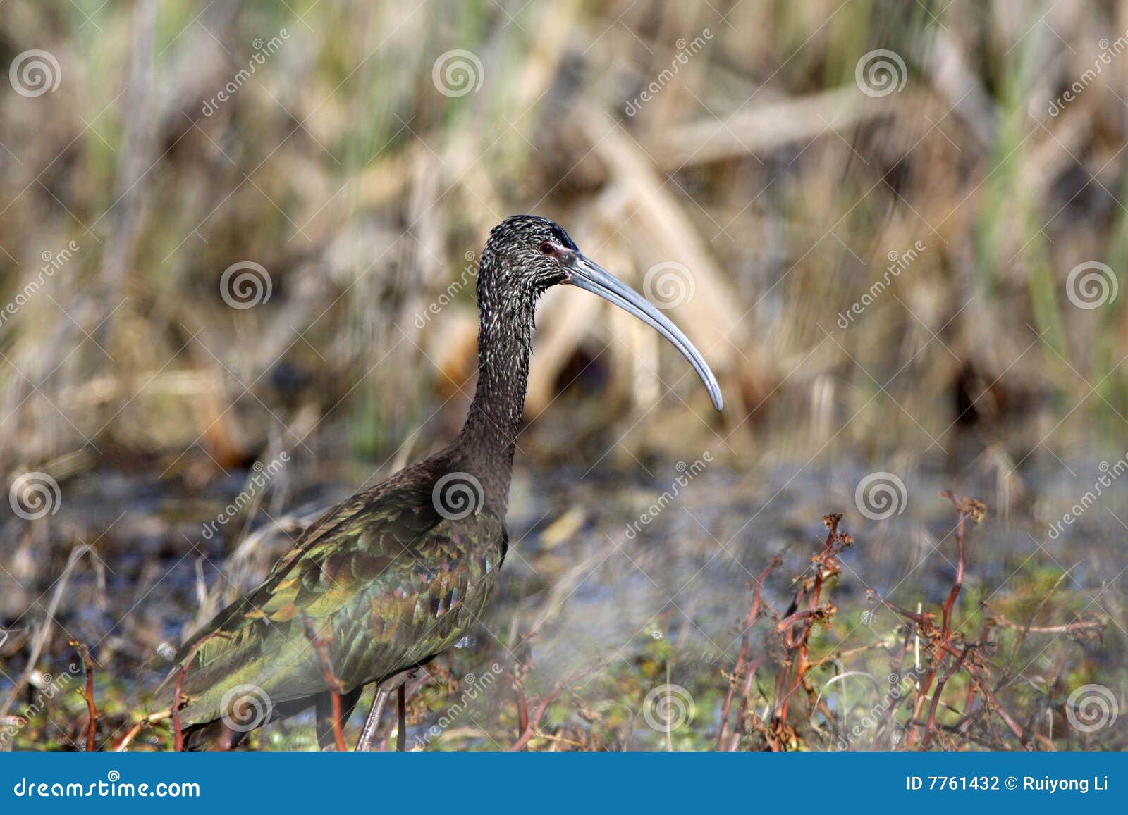 White-faced Ibis stock photo. Image of swamp, faced, refuge - 7761432