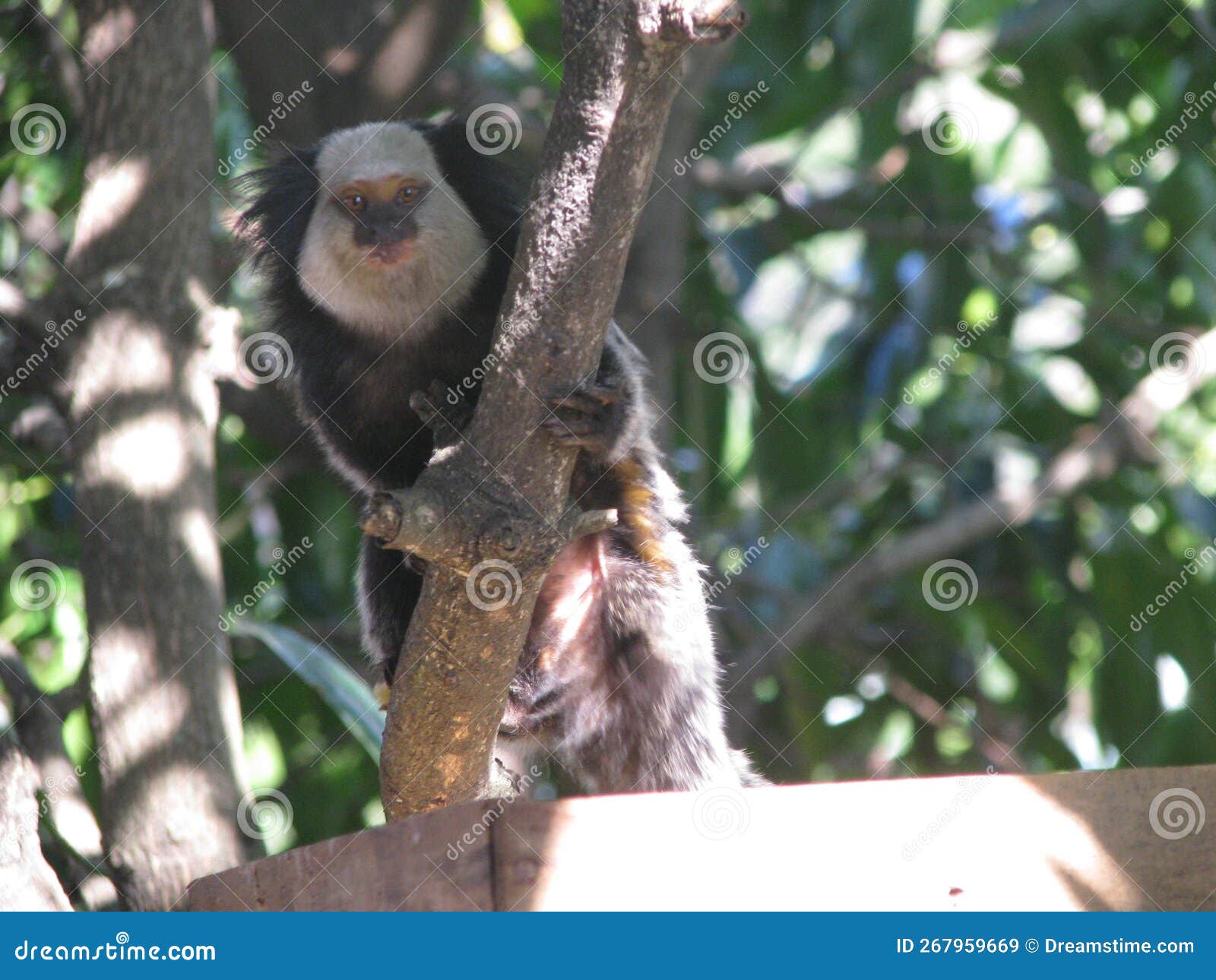 White faced marmoset stock image. Image of branch, mango - 267959669