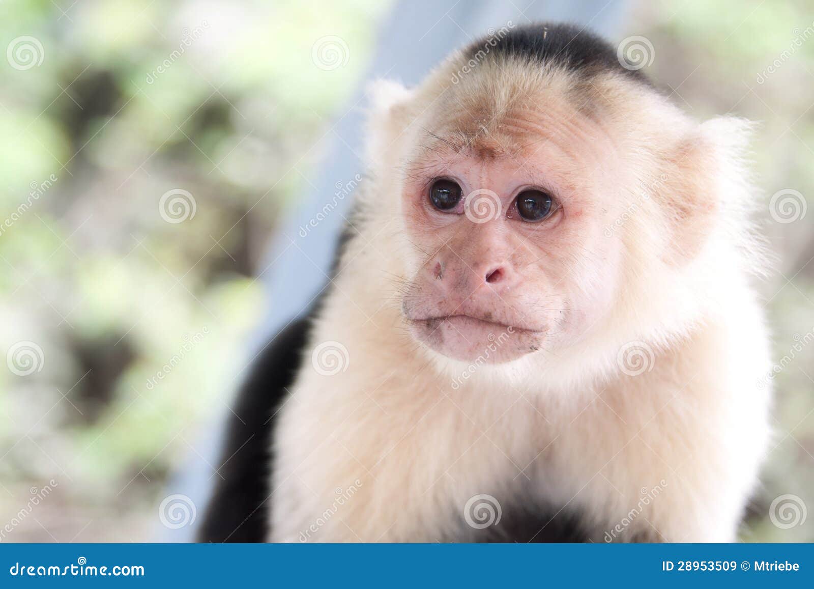 White-Faced Monkey stock image. Image of whitefaced, capuchin - 28953509