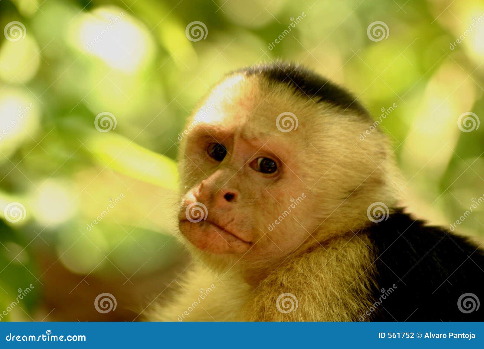 White faced monkey stock photo. Image of monkey, forest - 561752