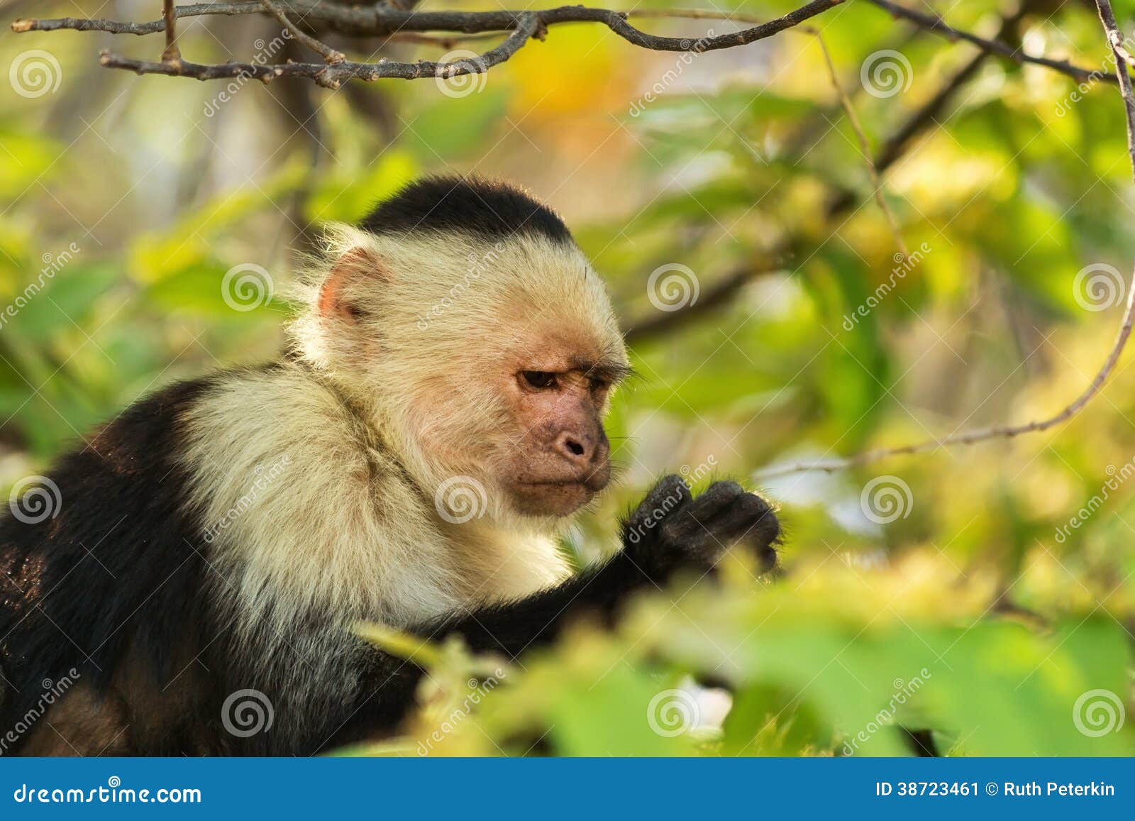 Guanacaste, Monkey-ear Tree Or Elephant-ear Tree Seed, Enterolobium ...