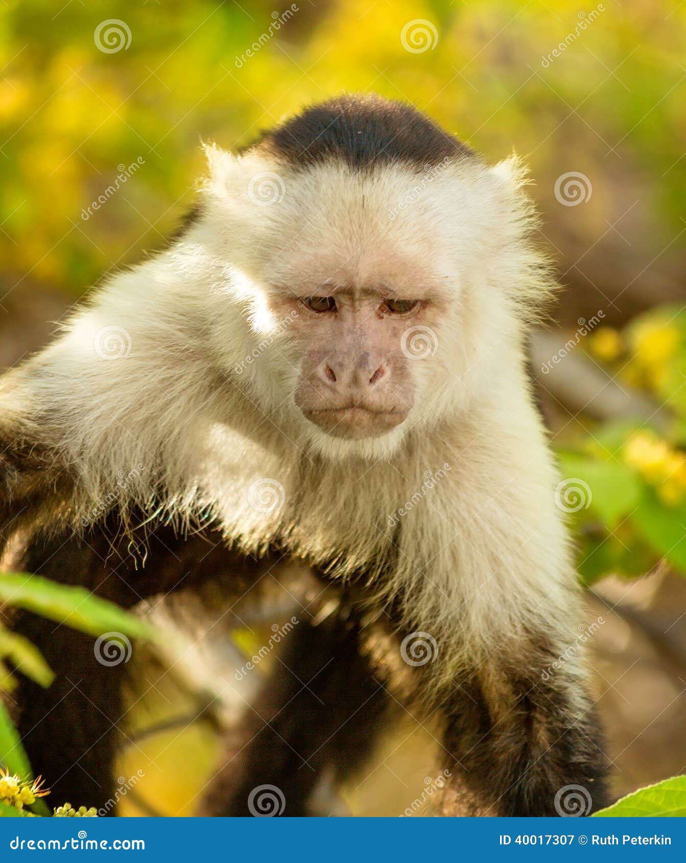 White-Faced Monkey stock image. Image of jungle, primate - 40017307