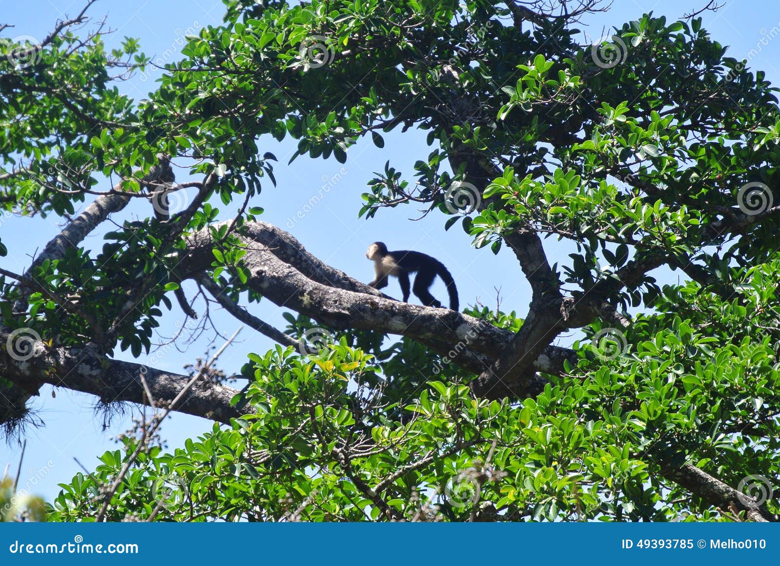 Guanacaste, Monkey-ear Tree Or Elephant-ear Tree Seed, Enterolobium ...