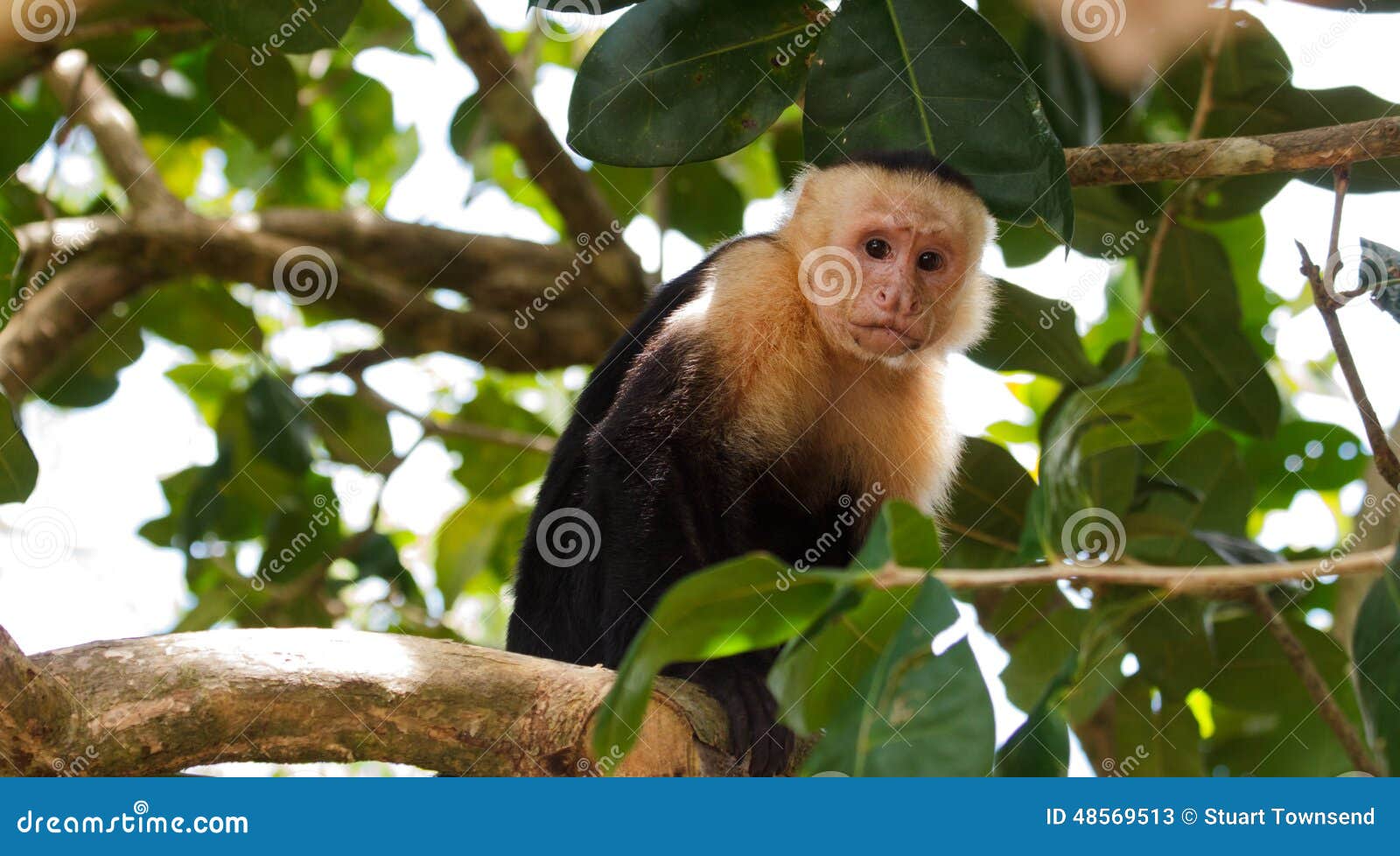 White Faced Monkey stock image. Image of vacation, jungle - 48569513