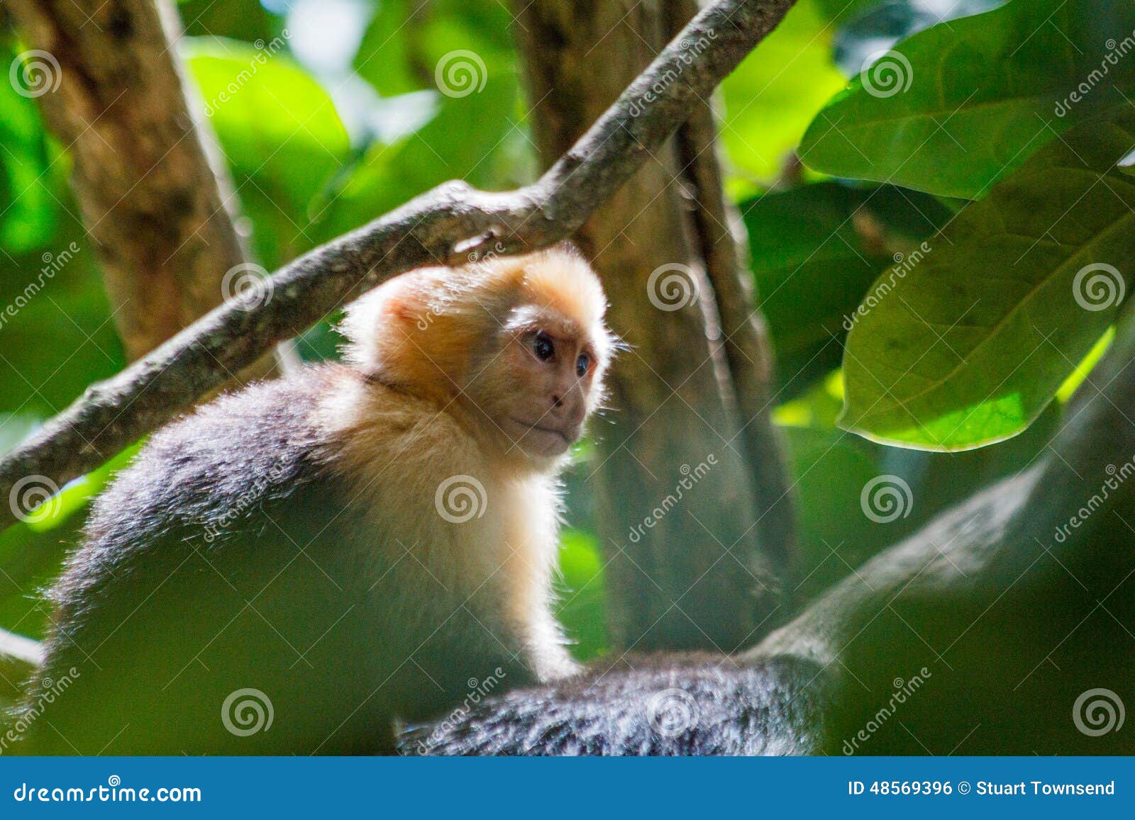 White Faced Monkey profile stock photo. Image of capucinus - 48569396