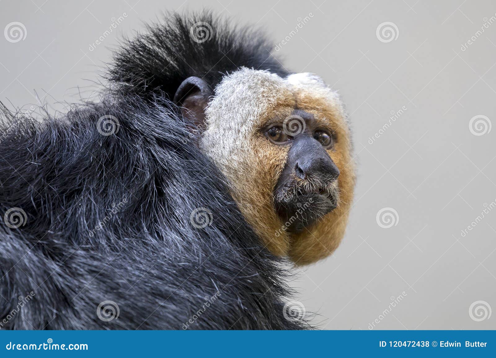 White faced monkey stock photo. Image of forest, natural - 120472438