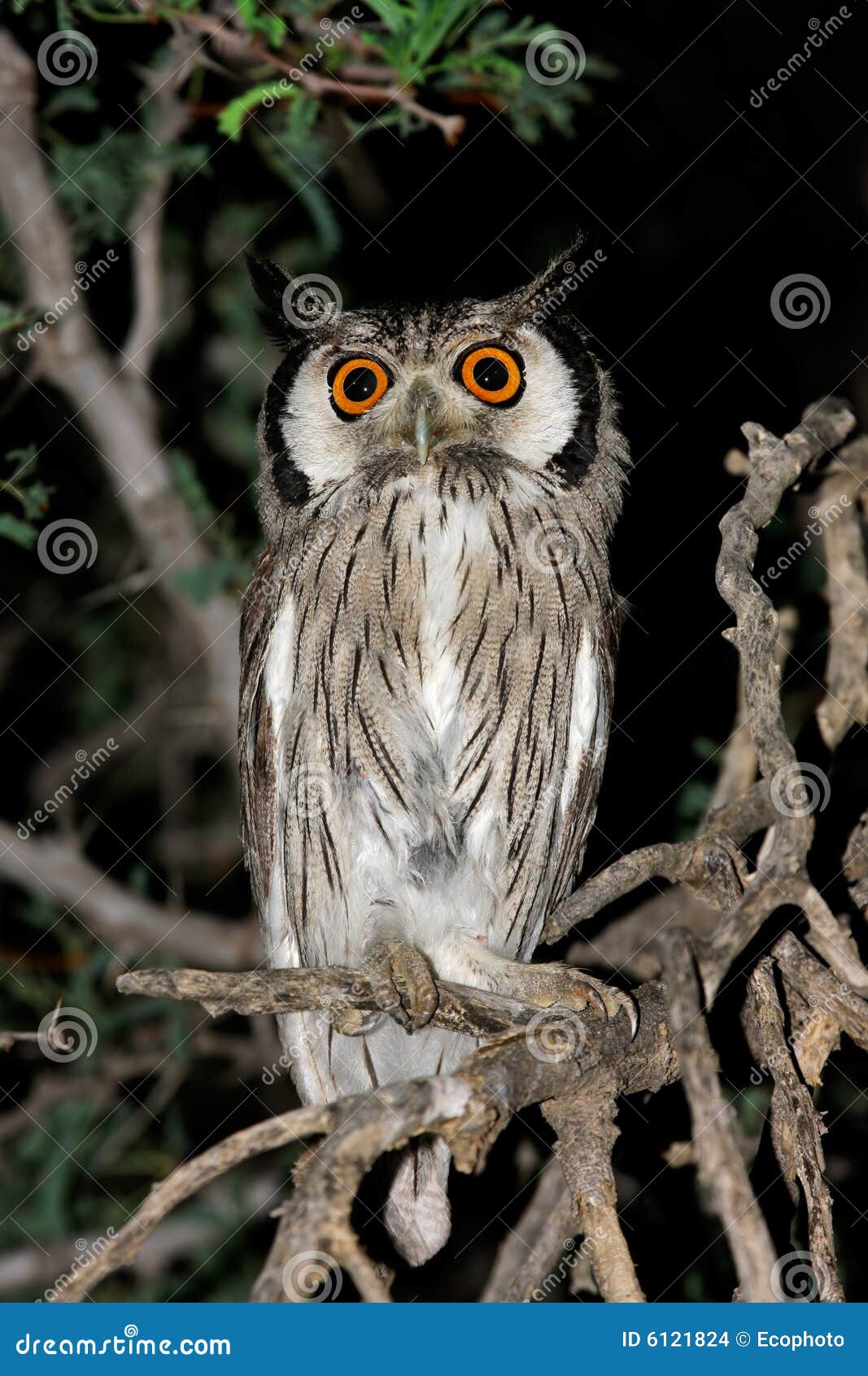 White-faced Meadowhawk Illinois Insects Royalty-Free Stock Photography ...