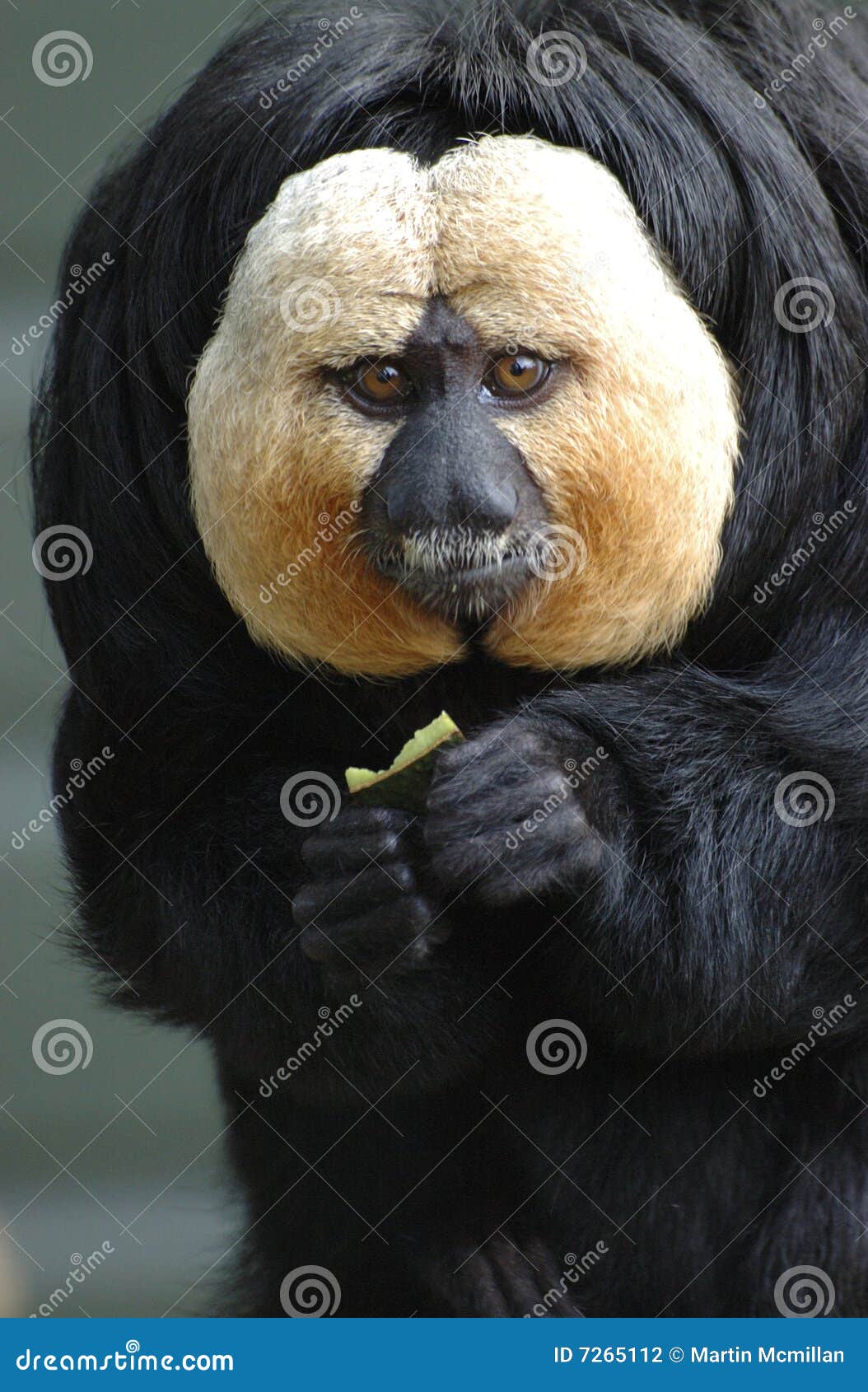 White-faced Meadowhawk Illinois Insects Royalty-Free Stock Photography ...