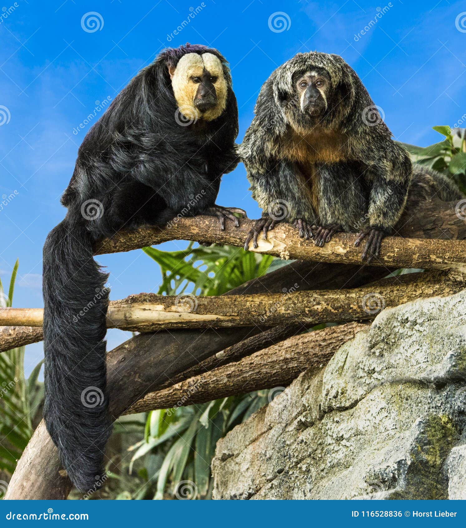 White-faced Saki - Pithecia Pithecia Stock Photo - Image of attentively ...