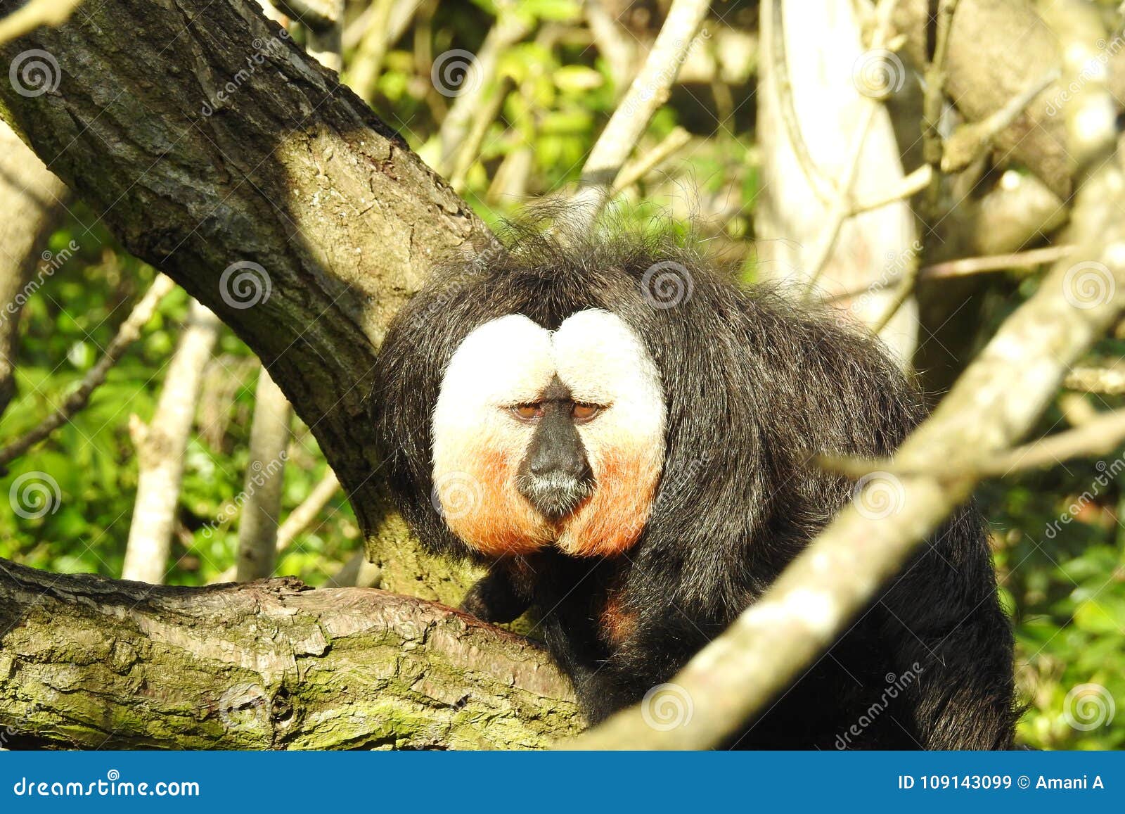 White Faced Saki Monkey / Pithecia Pithecia Stock Image - Image of ...