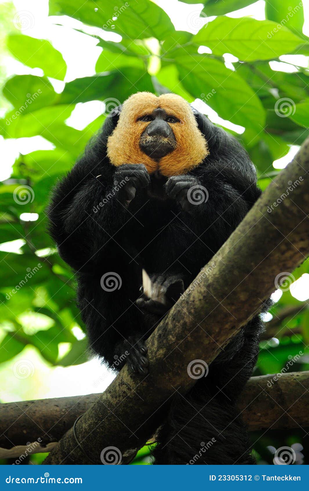 White-faced Saki Monkey (Pithecia Pithecia) Stock Photo - Image of ...