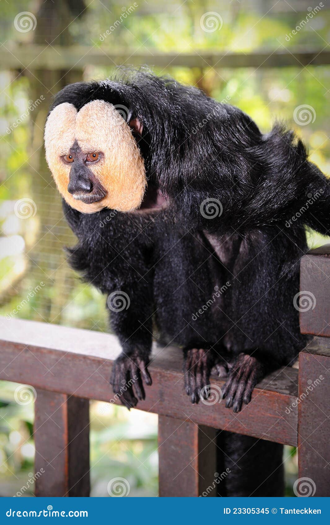 White-faced Saki Monkey (Pithecia Pithecia) Stock Image - Image of ...