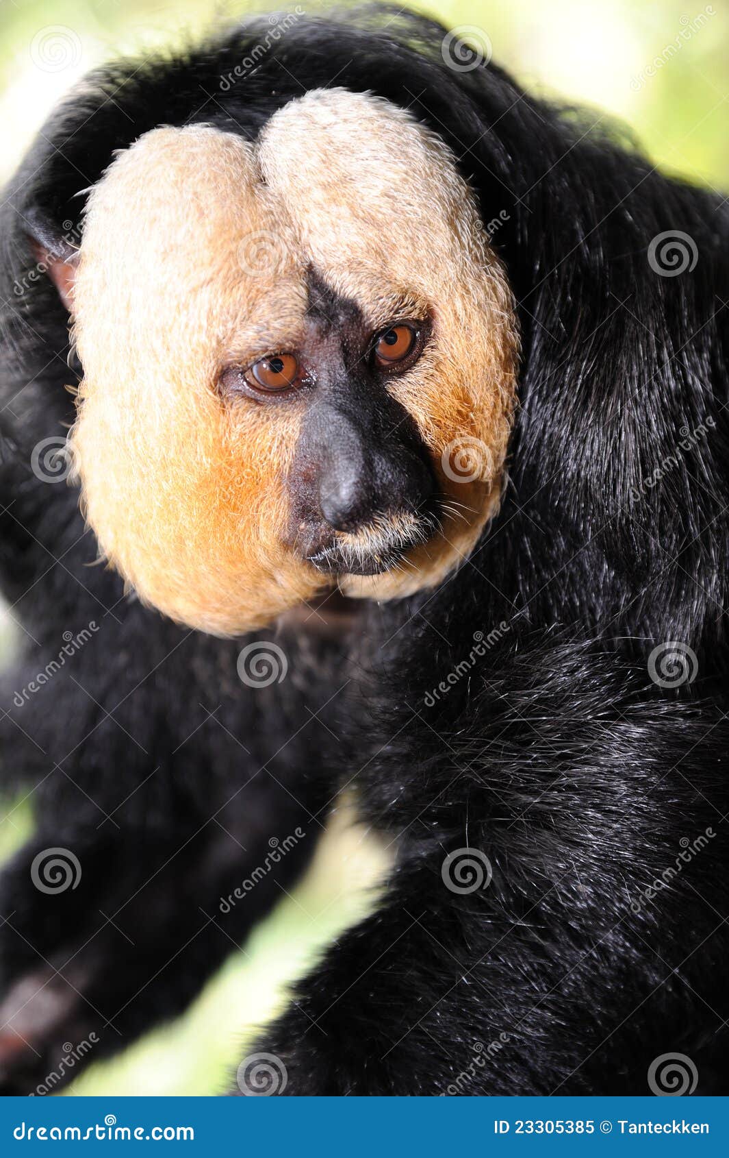 White-faced Saki Monkey (Pithecia Pithecia) Stock Image - Image of ...