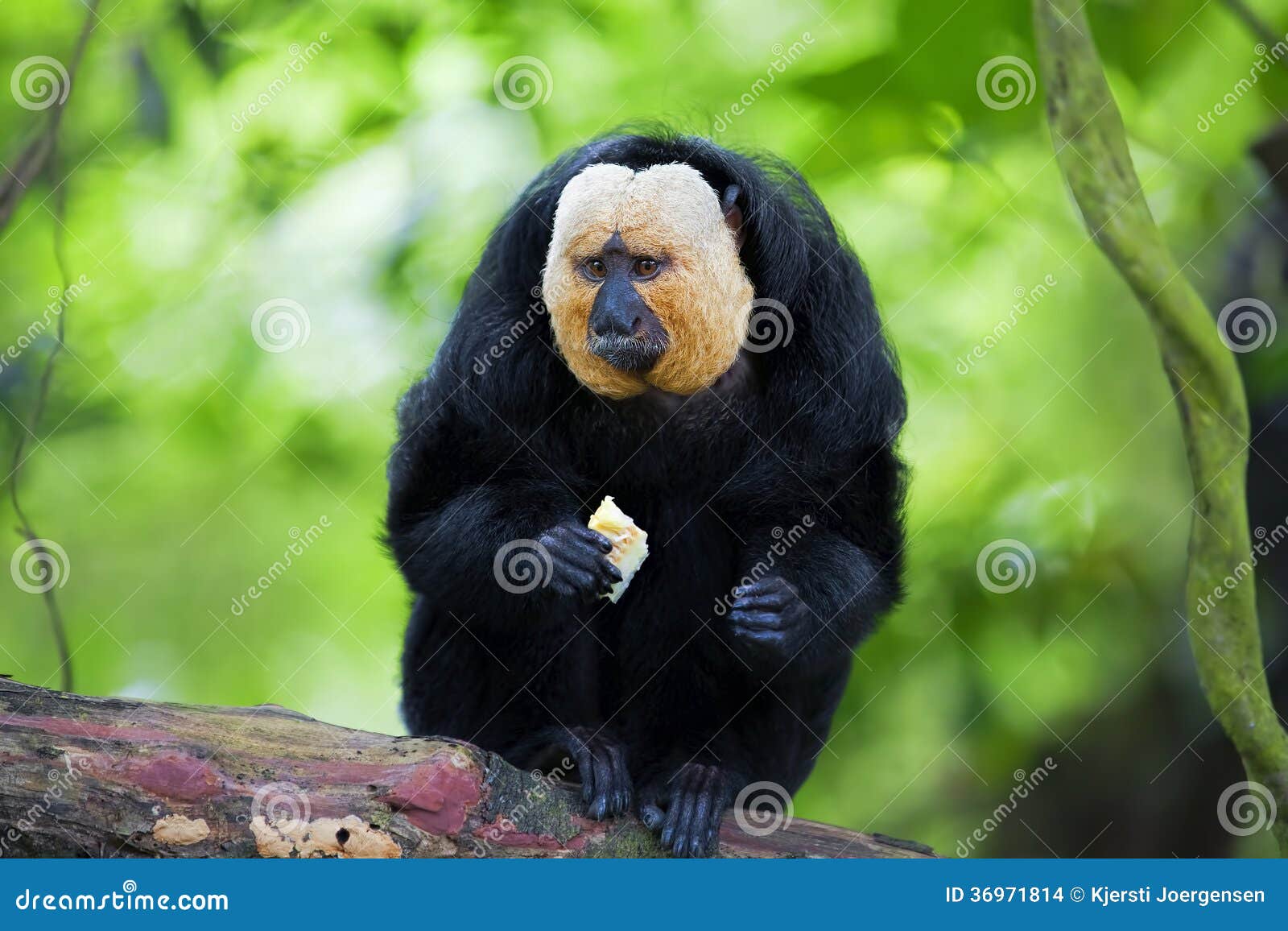 White-faced Saki Monkey stock photo. Image of arboreal - 36971814