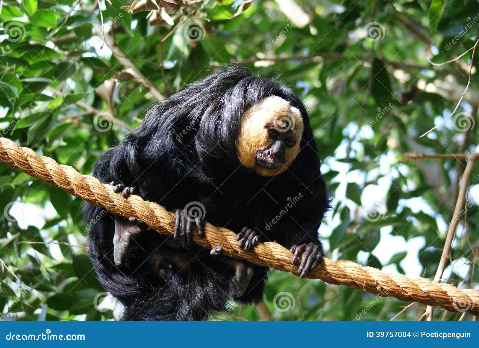 White-faced Saki - Pithecia Pithecia Stock Photo - Image of wild ...