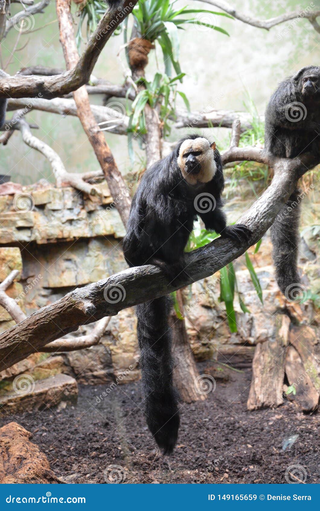 White-faced Saki Pithecia Pithecia Stock Image - Image of outdoor ...