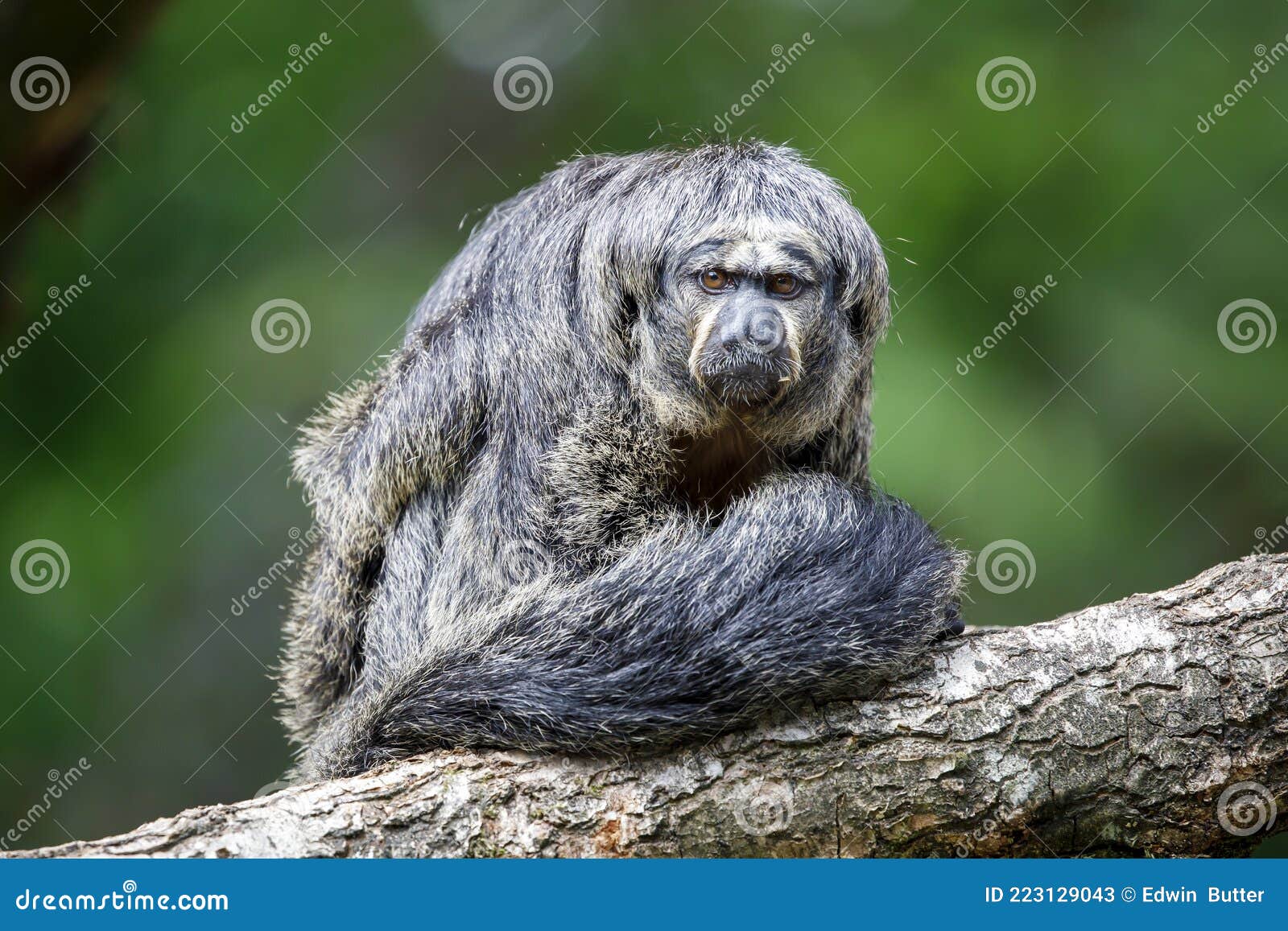 White-faced Saki Pithecia Pithecia Stock Image - Image of face, africa ...