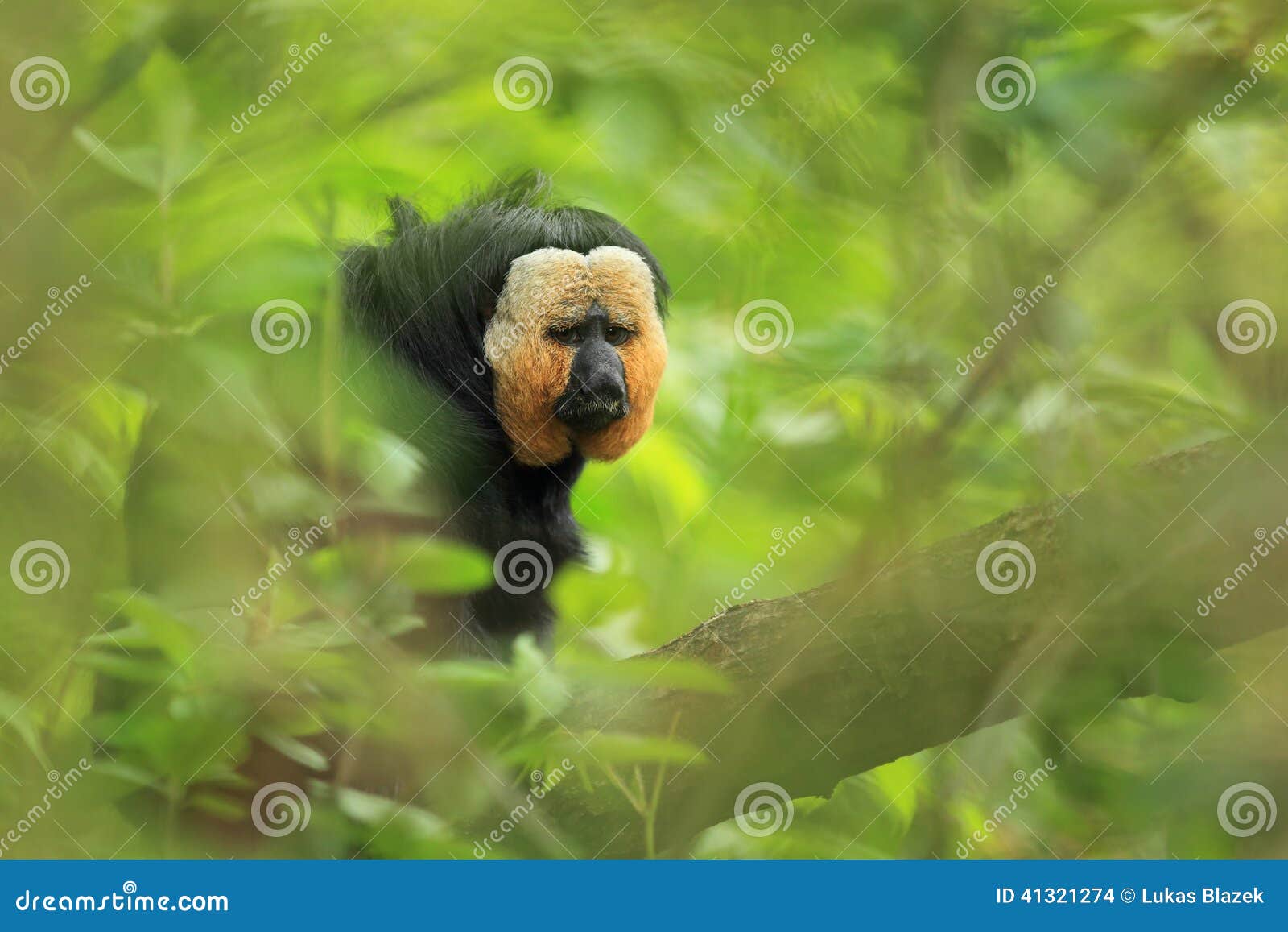 White-faced saki stock photo. Image of primate, animal - 41321274