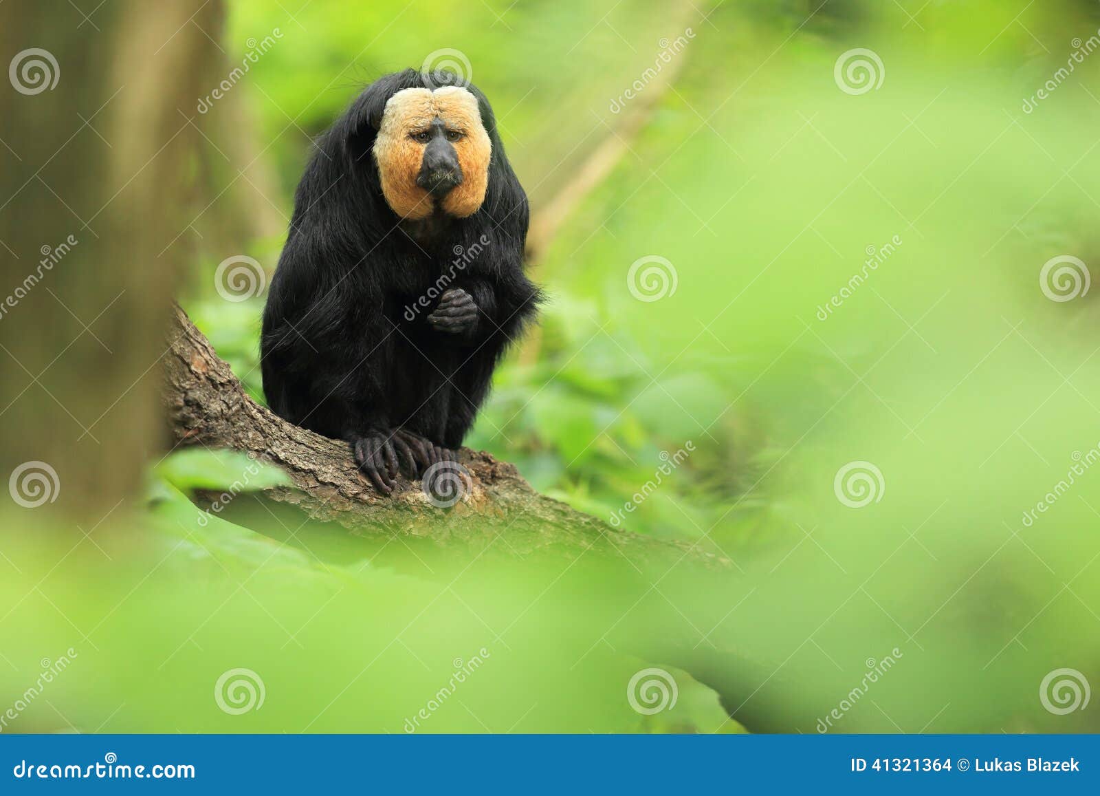 White-faced saki stock photo. Image of tree, chimpanzee - 41321364