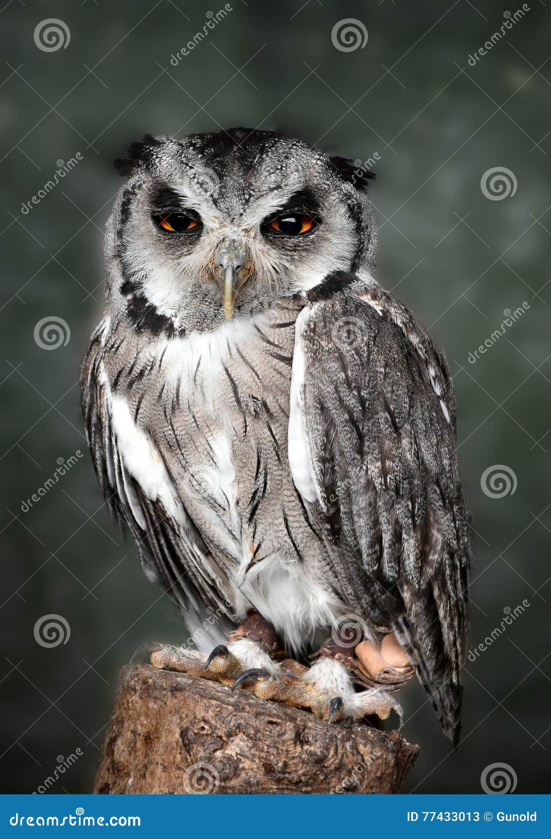 White faced scops owl stock image. Image of faced, flying - 77433013