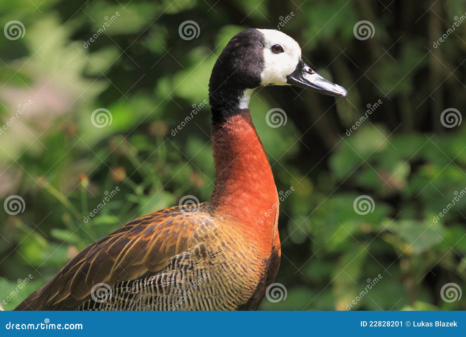 White-faced whistling duck stock image. Image of nature - 22828201
