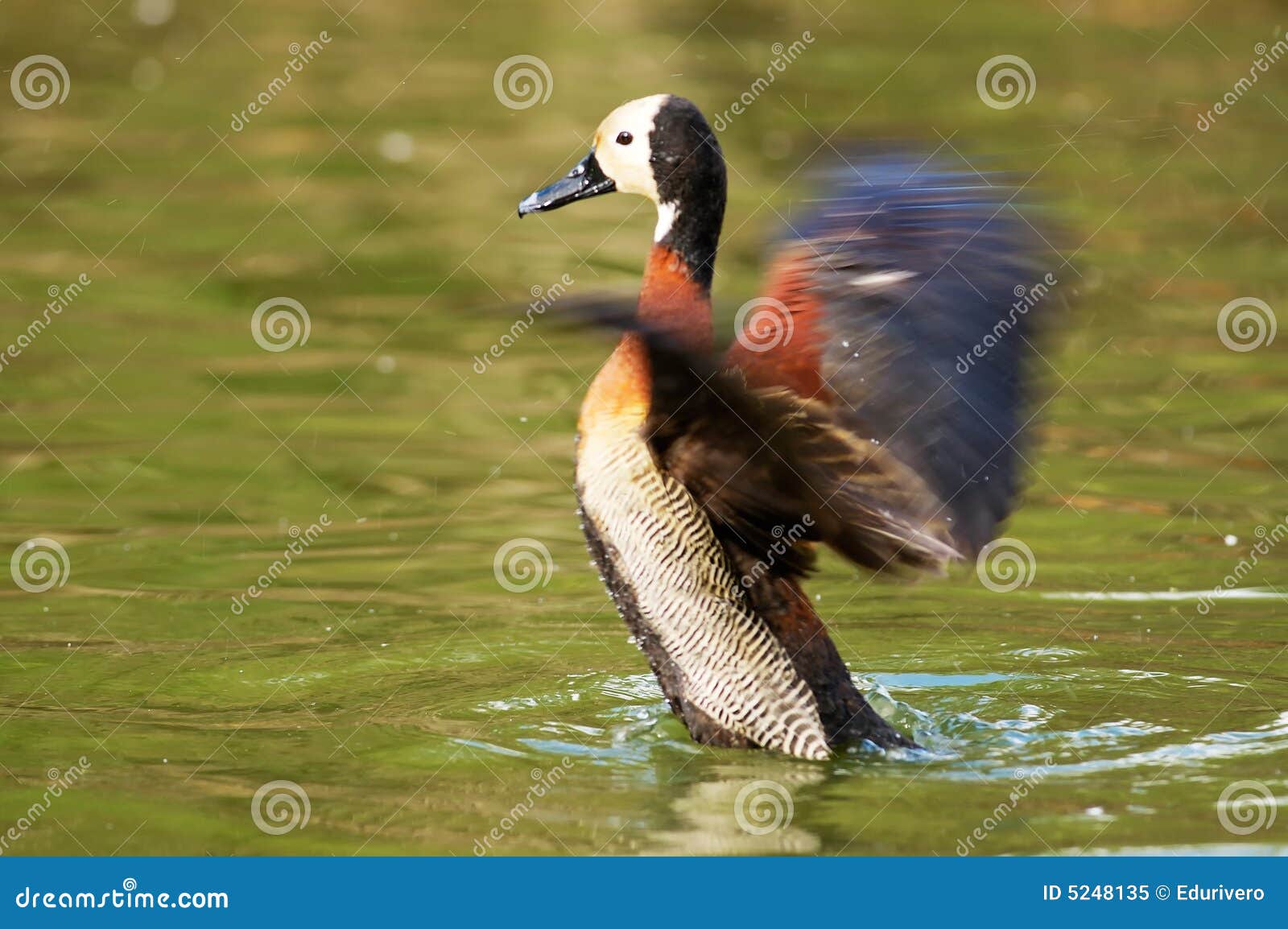 White-faced Whistling-Duck Flapping Stock Image - Image of nature ...