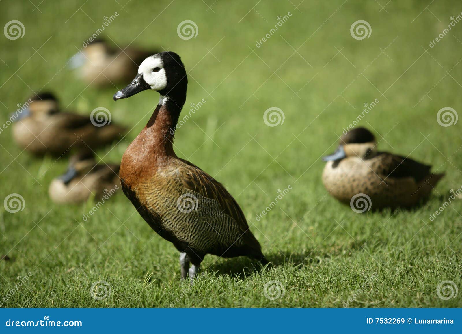 White Faced Whistling Duck from Madagascar Stock Image - Image of white ...