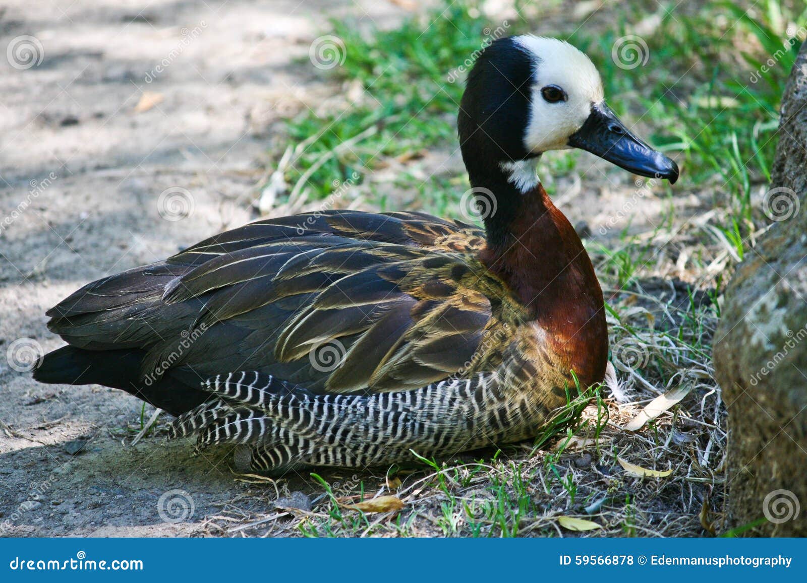 White-Faced Whistling Duck stock photo. Image of american - 59566878